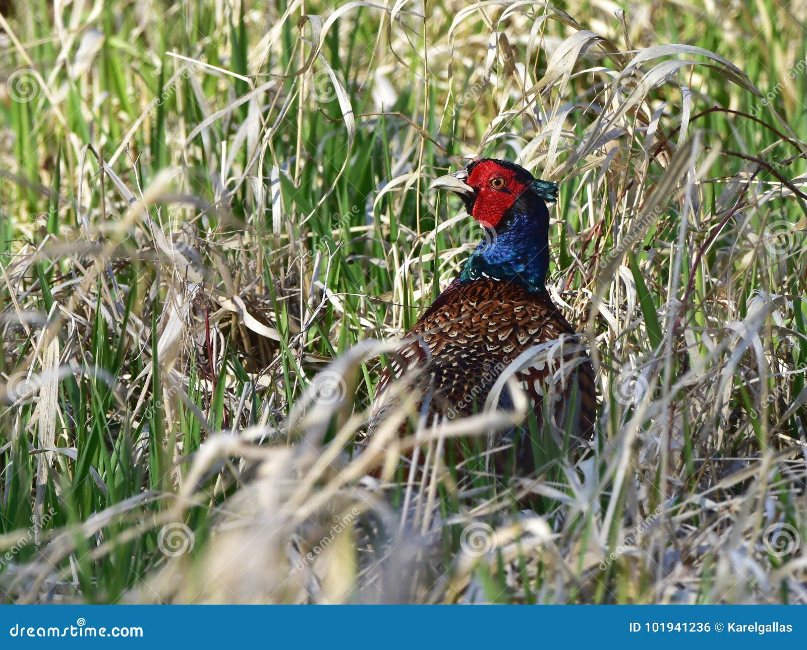 Beautiful common pheasant stock photo. Image of fauna - 101941236
