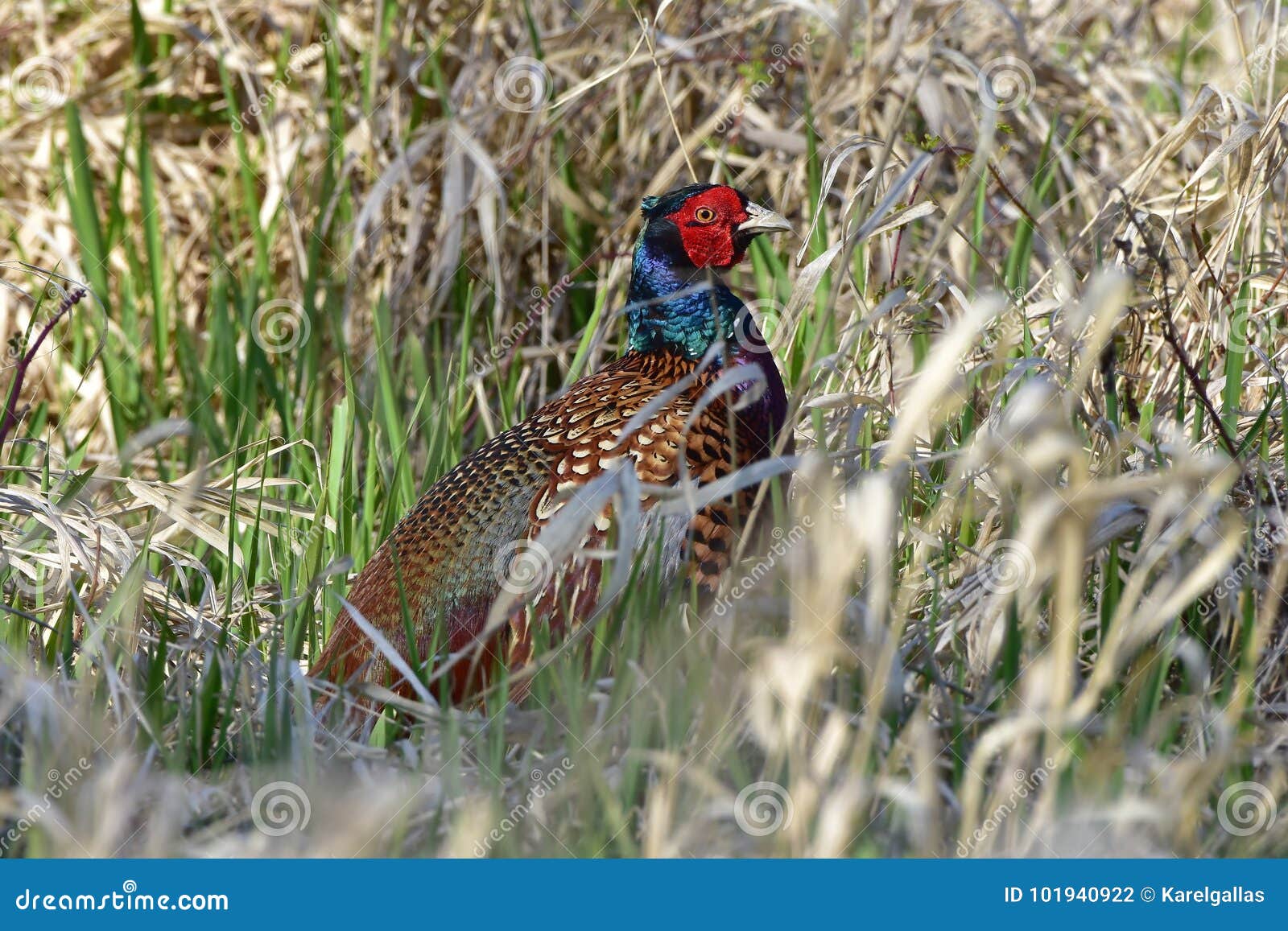 Beautiful common pheasant stock photo. Image of pheasants - 101940922