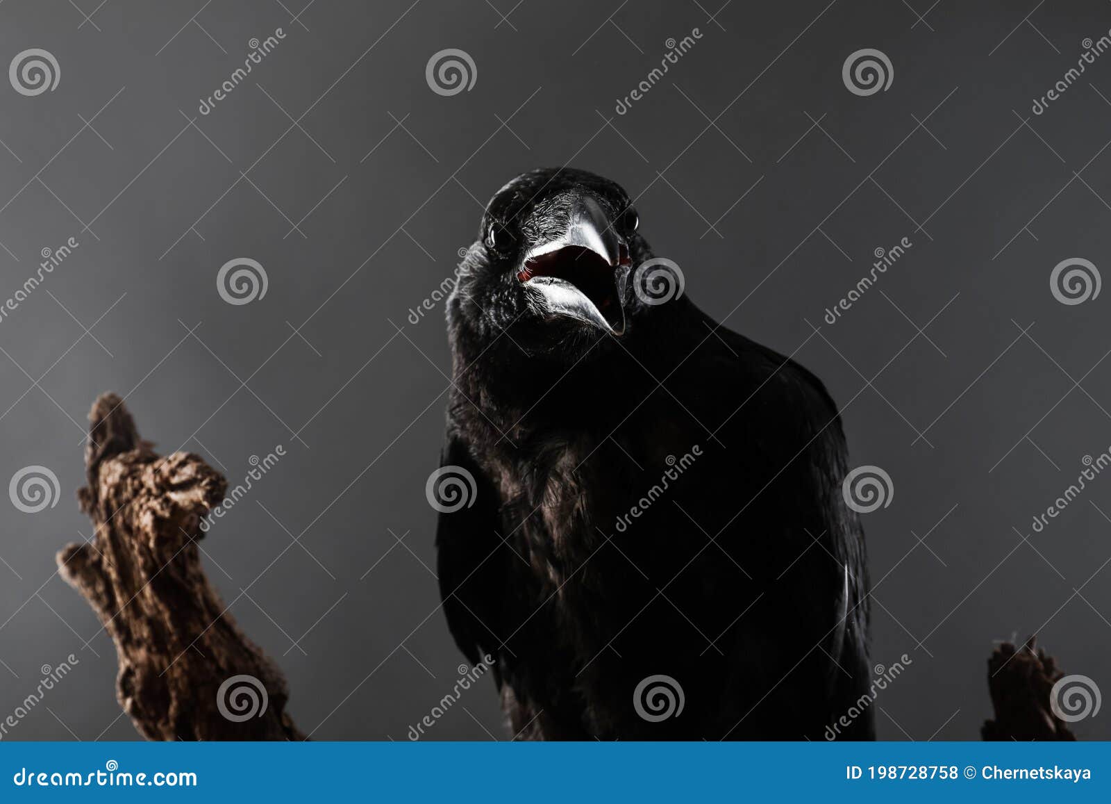 Beautiful Common Raven on Dark, Closeup Stock Photo - Image of ...