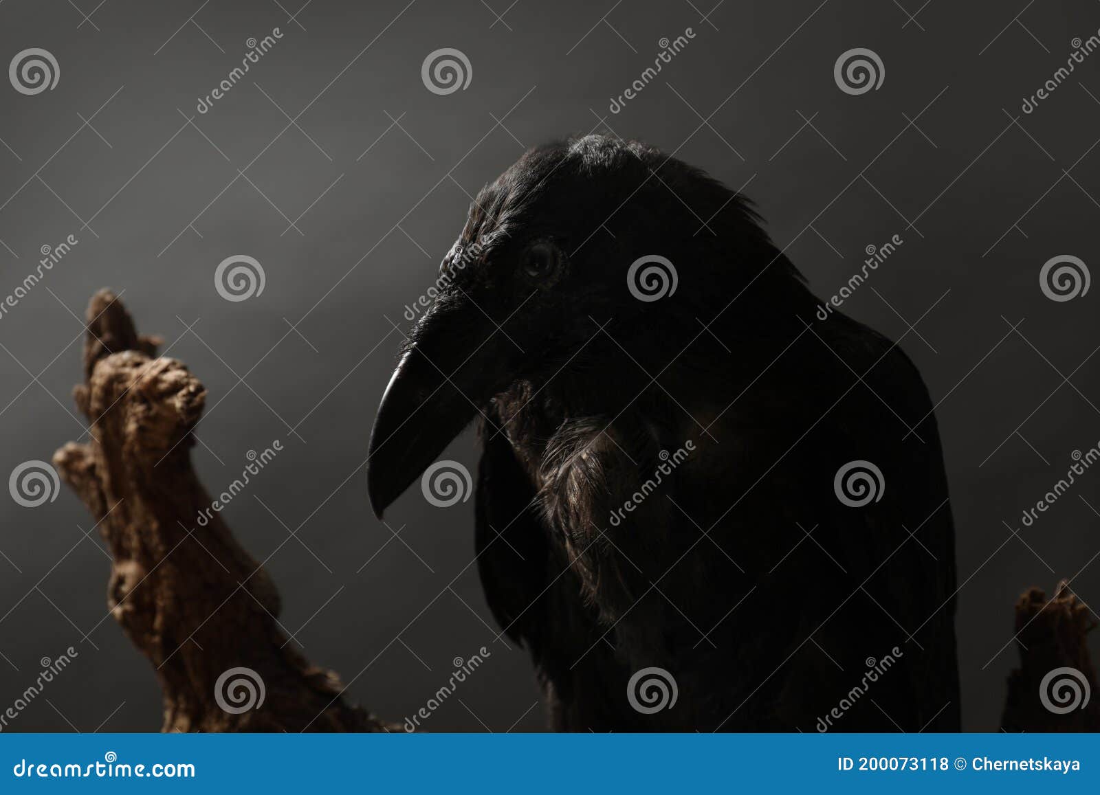 Beautiful Common Raven on Dark Background, Closeup Stock Photo - Image ...