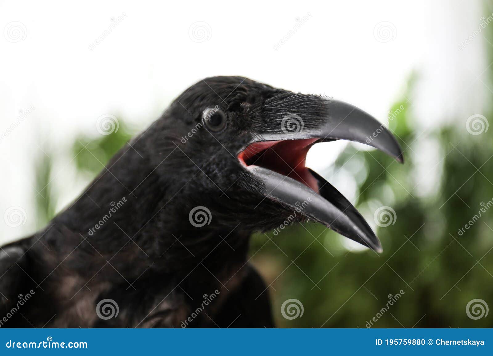 Beautiful Common Raven with Open Beak Outdoors, Closeup Stock Photo ...