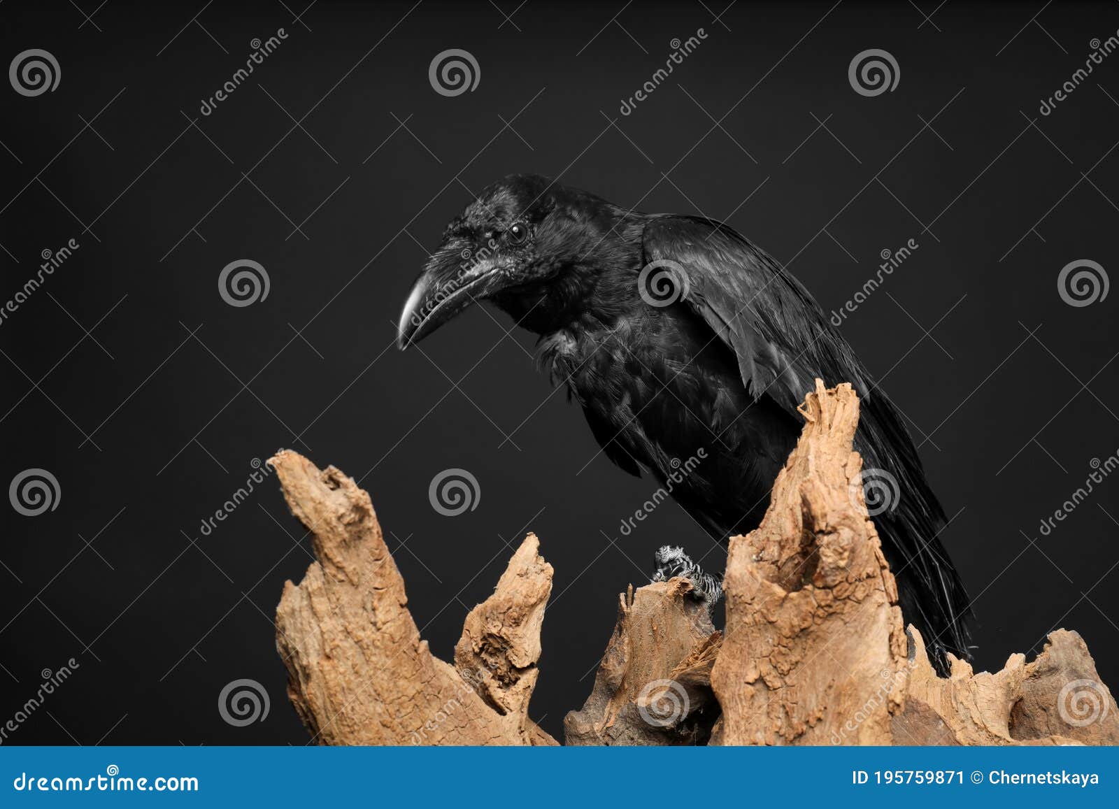 Beautiful Common Raven Perched on Wood Against Dark Background Stock ...