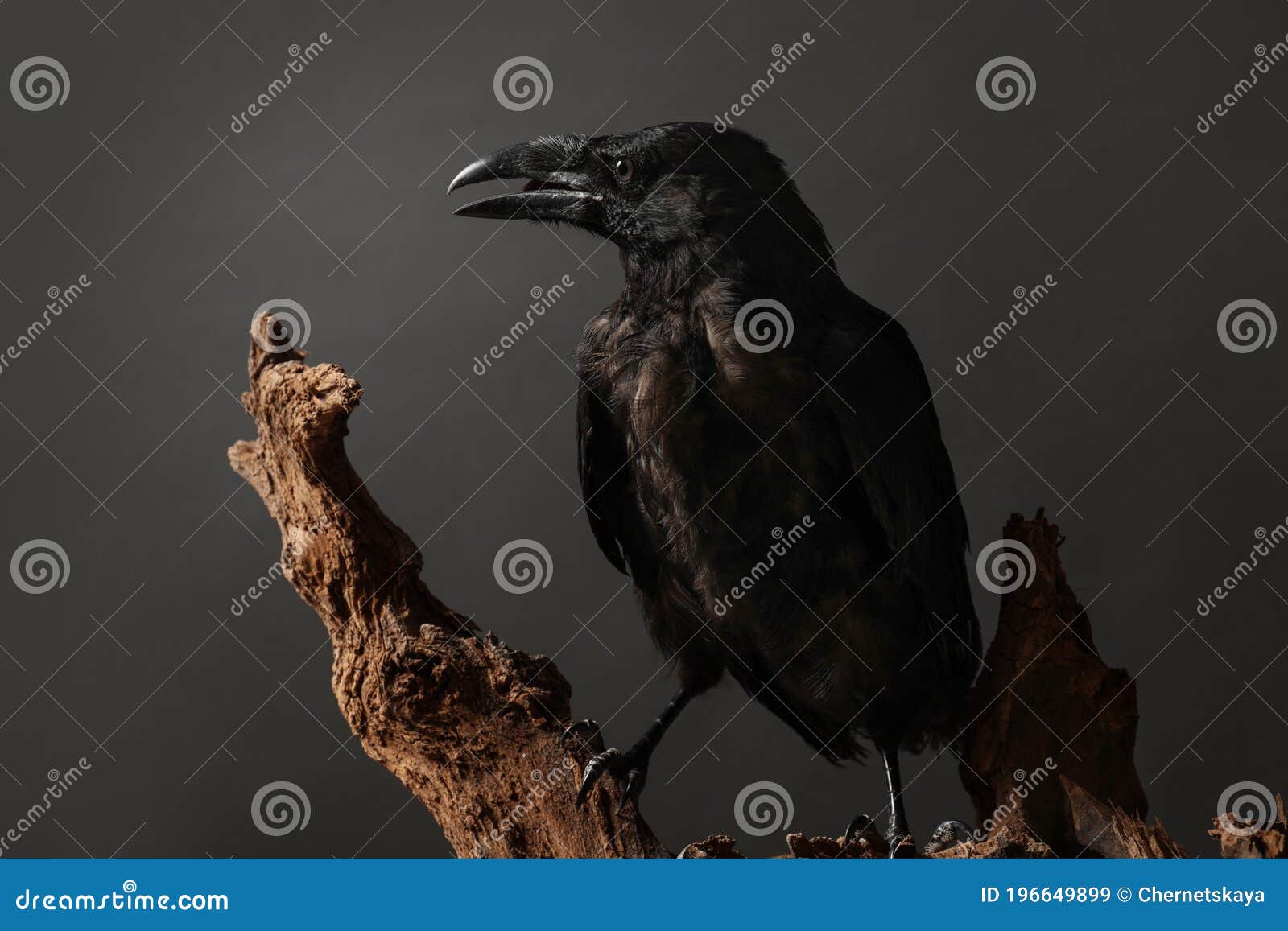 Beautiful Common Raven Perched on Wood Against Dark Background Stock ...