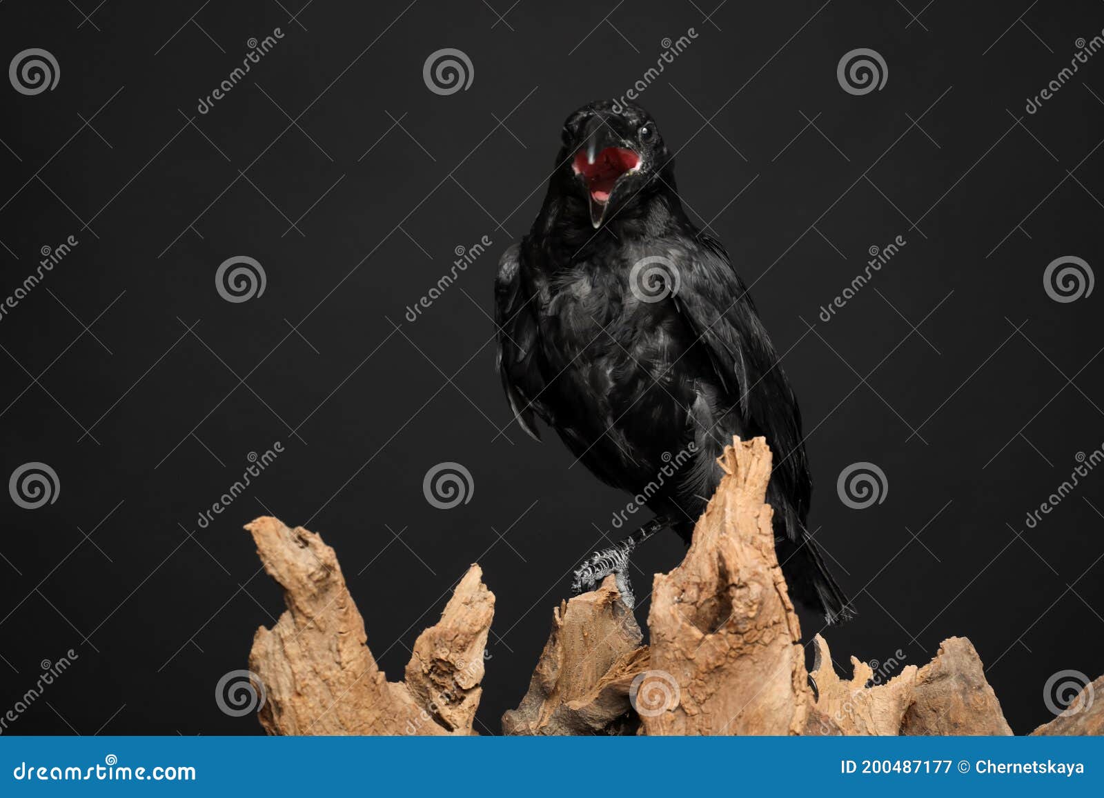 Beautiful Common Raven Perched on Wood Against Dark Background Stock ...