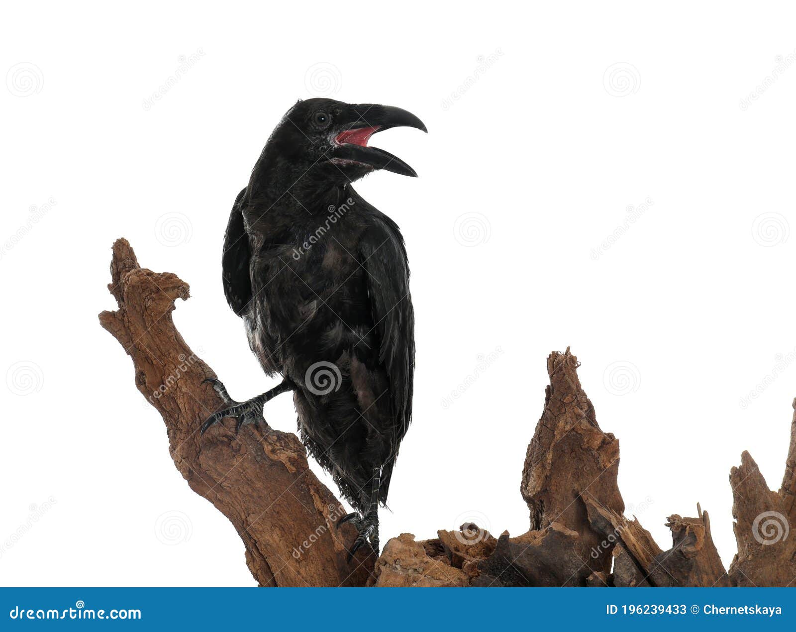 Beautiful Common Raven Perched on Wood Against White Background Stock ...