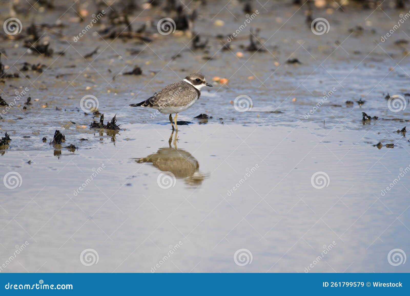 Beautiful Common Ringed Plover Bird Perched on a Lake Shore Stock Image ...
