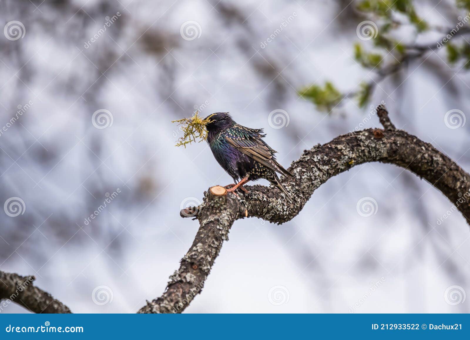 A Beautiful Common Starling Nesting in the Garden. Starling Singing and ...