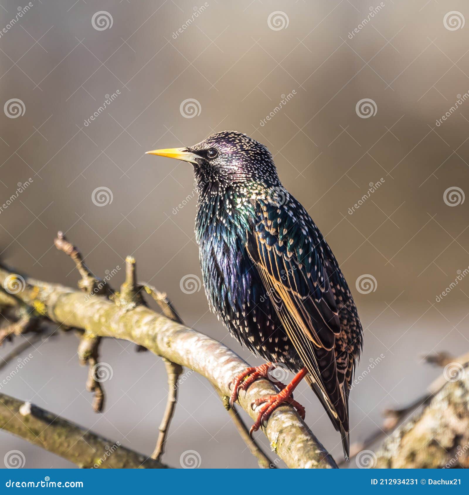 A Beautiful Common Starling Nesting in the Garden. Starling Singing and ...