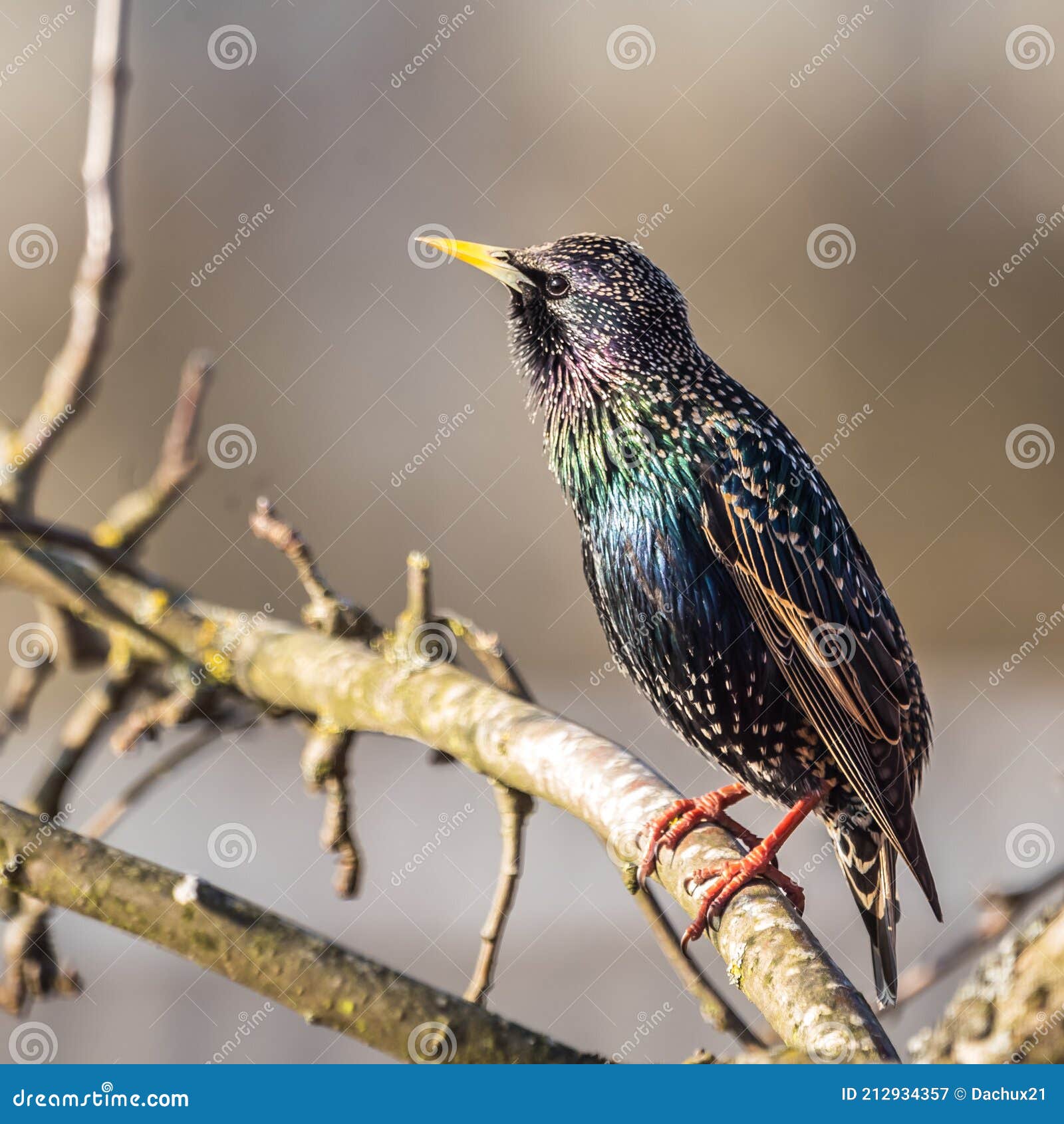 A Beautiful Common Starling Nesting in the Garden. Starling Singing and ...