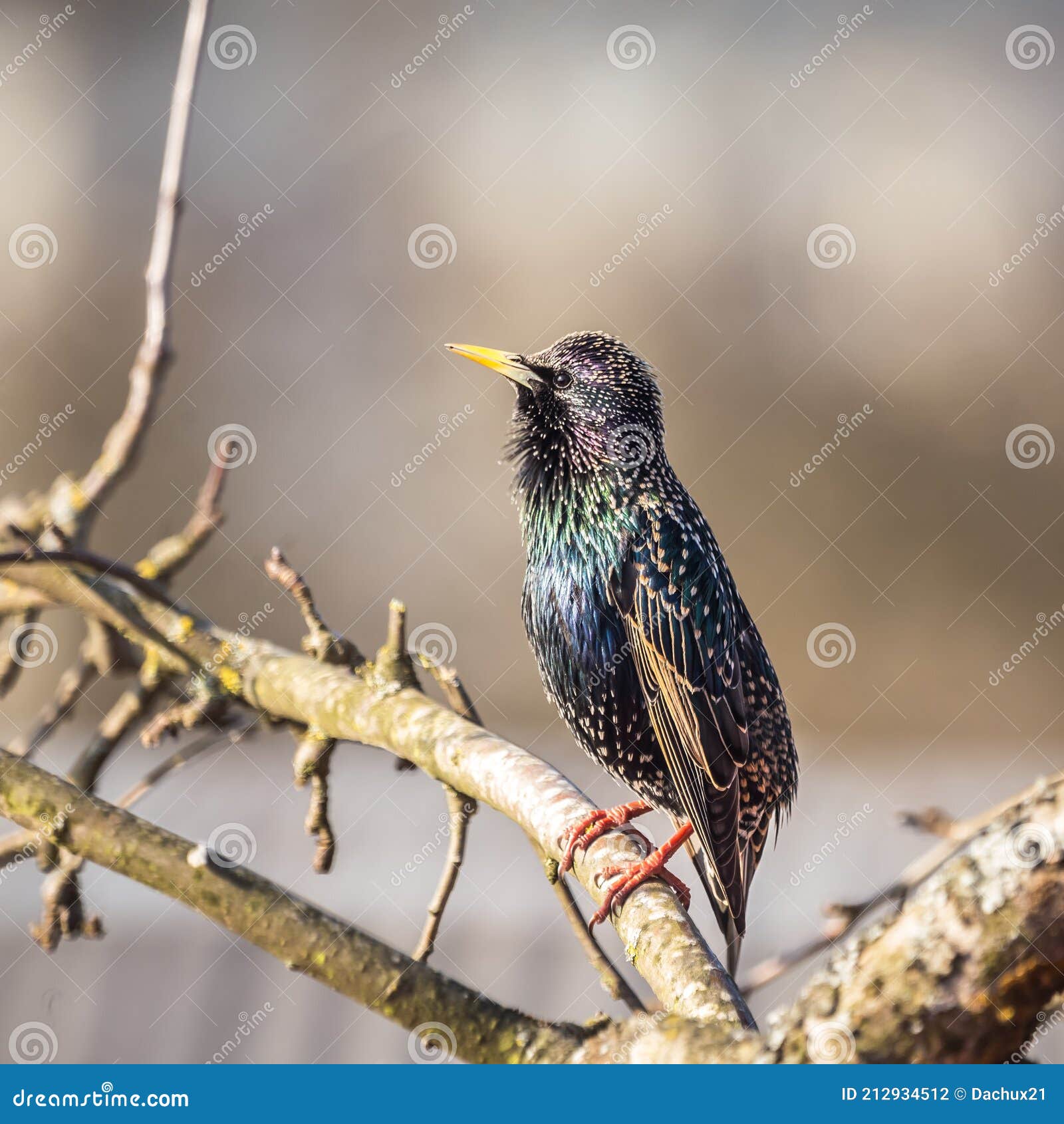 A Beautiful Common Starling Nesting in the Garden. Starling Singing and ...