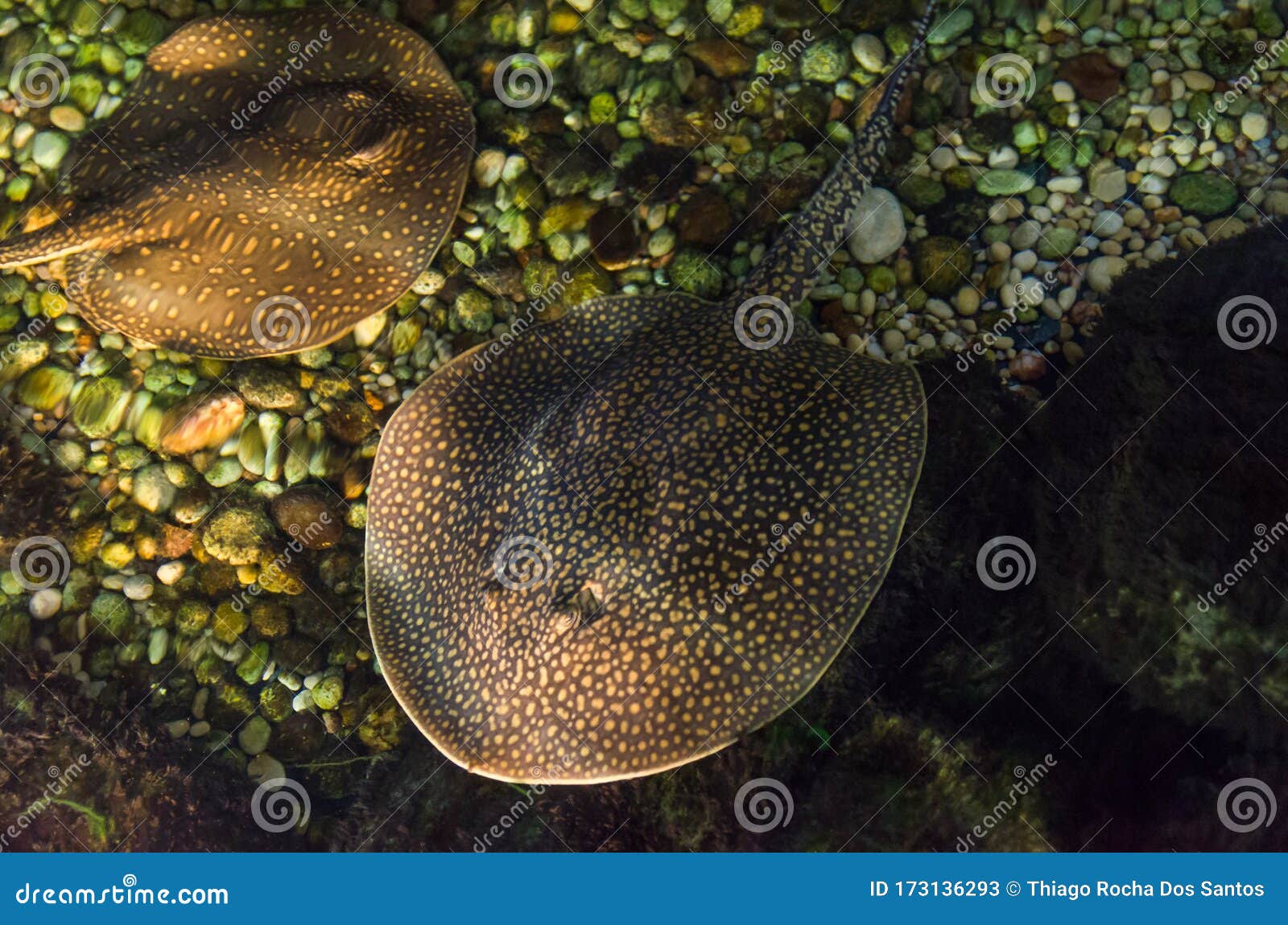 Beautiful Stingray Stock Photos - Download 1,666 Royalty Free Photos