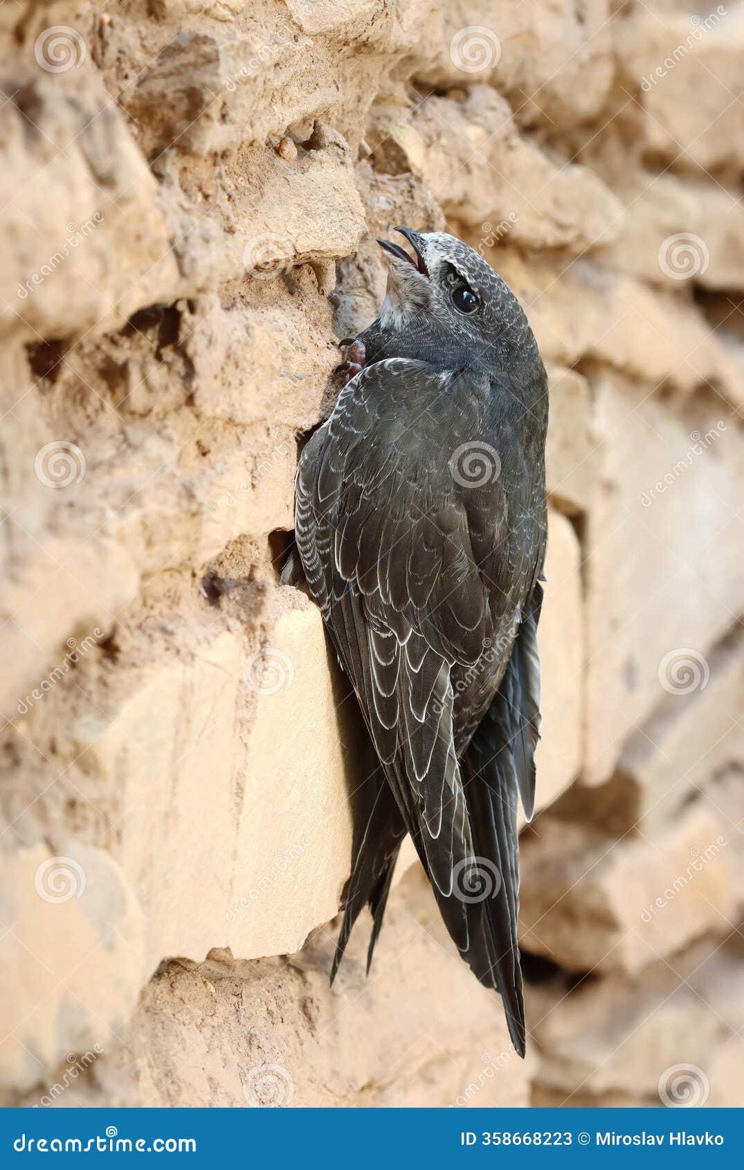 Beautiful Common Swift Bird on Wall Sitting Stock Image - Image of ...