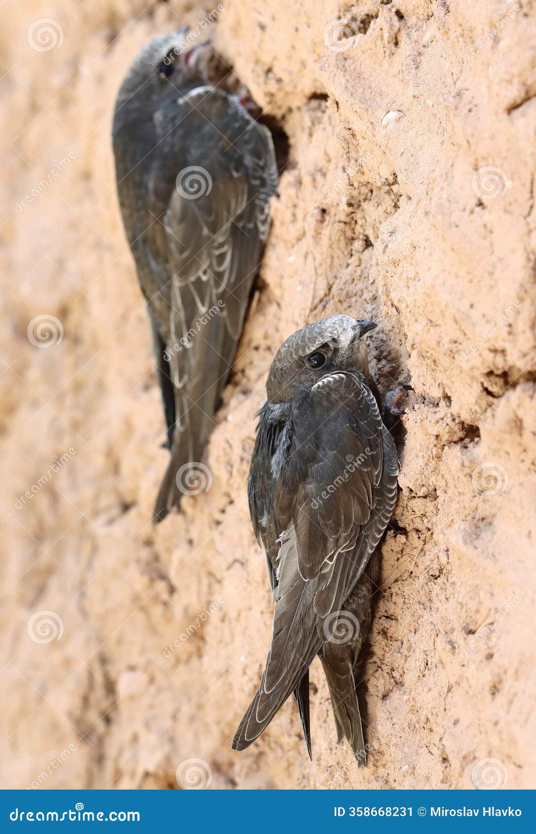 Beautiful Common Swift Bird on Wall Sitting Stock Image - Image of ...