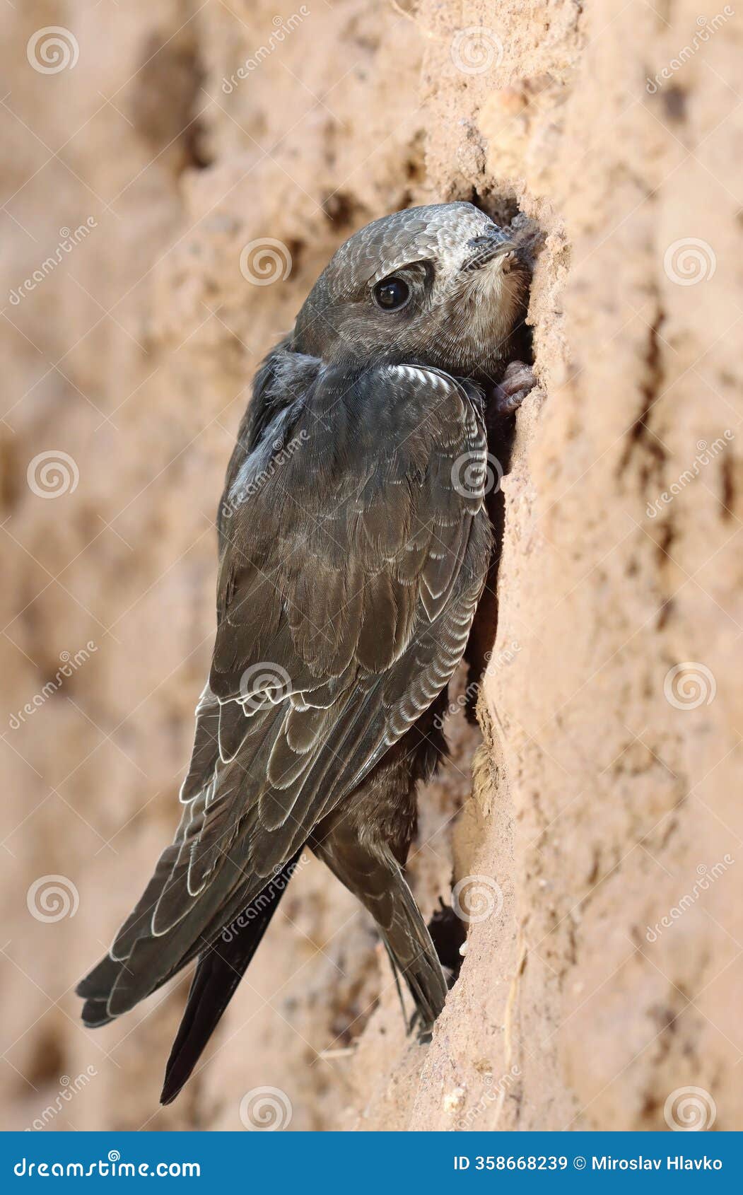 Beautiful Common Swift Bird on Wall Sitting Stock Image - Image of ...
