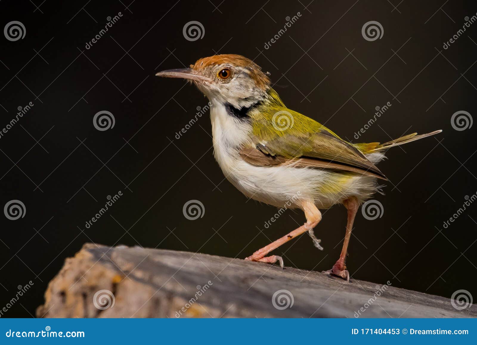 Beautiful Common Tailor Bird Picture Stock Image - Image of feeding ...