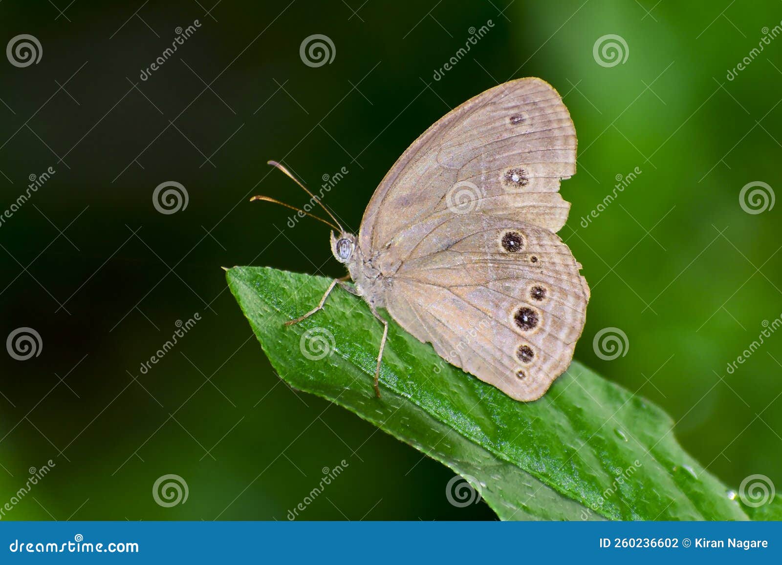 Common Wood-Nymph Butterfly Stock Photo - Image of natural, black ...
