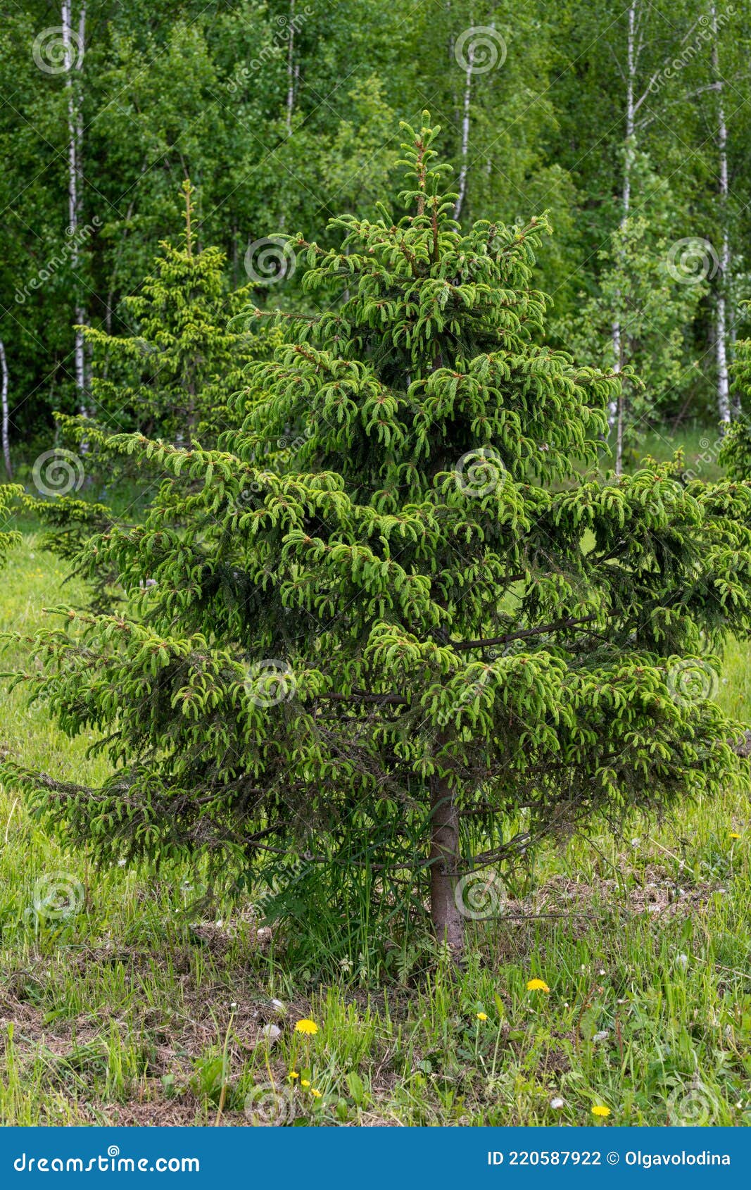 Beautiful Common Young Spruce in the Forest in Spring Stock Photo ...