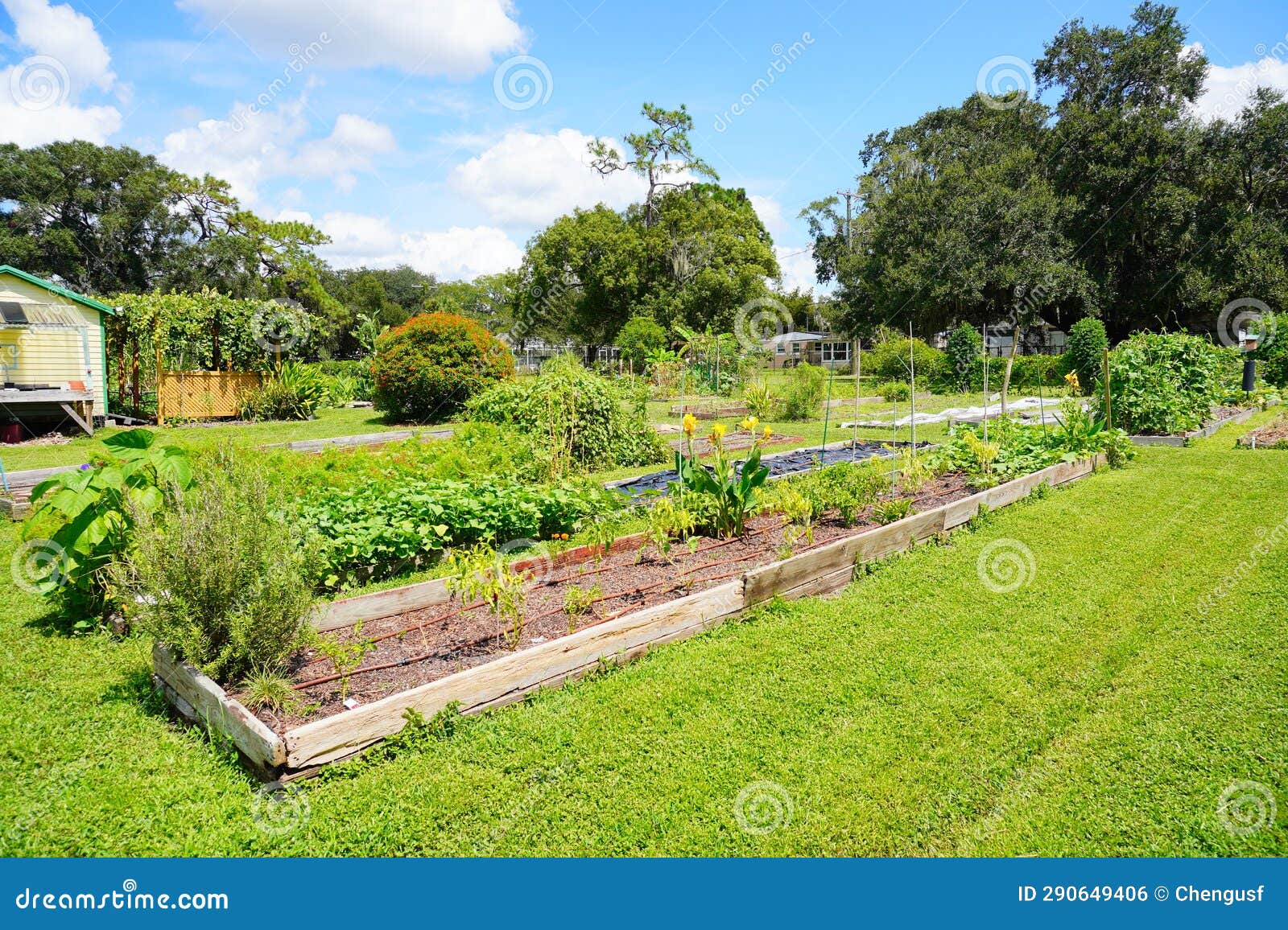 A Community Garden in Florida Stock Photo - Image of fruit, meadow ...