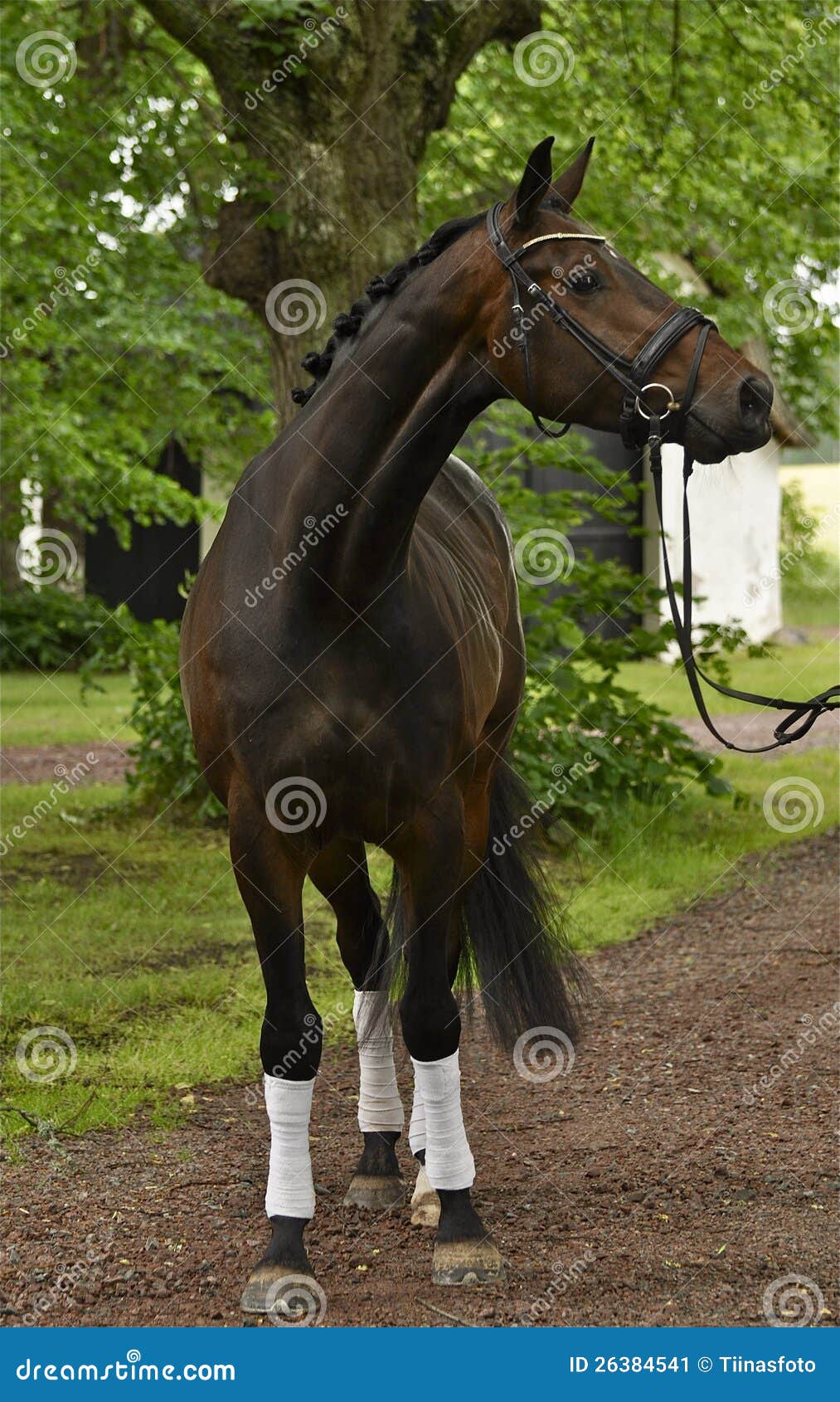 Beautiful competing Horse stock image. Image of detail - 26384541