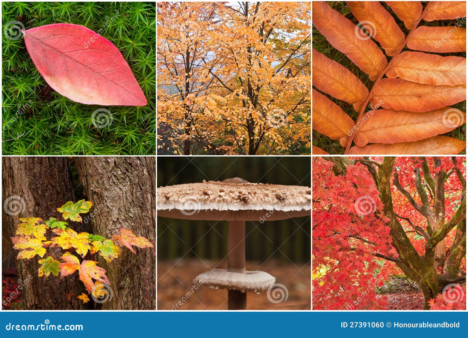Beautiful Compilation of Autumn Fall Images Stock Photo - Image of gold ...