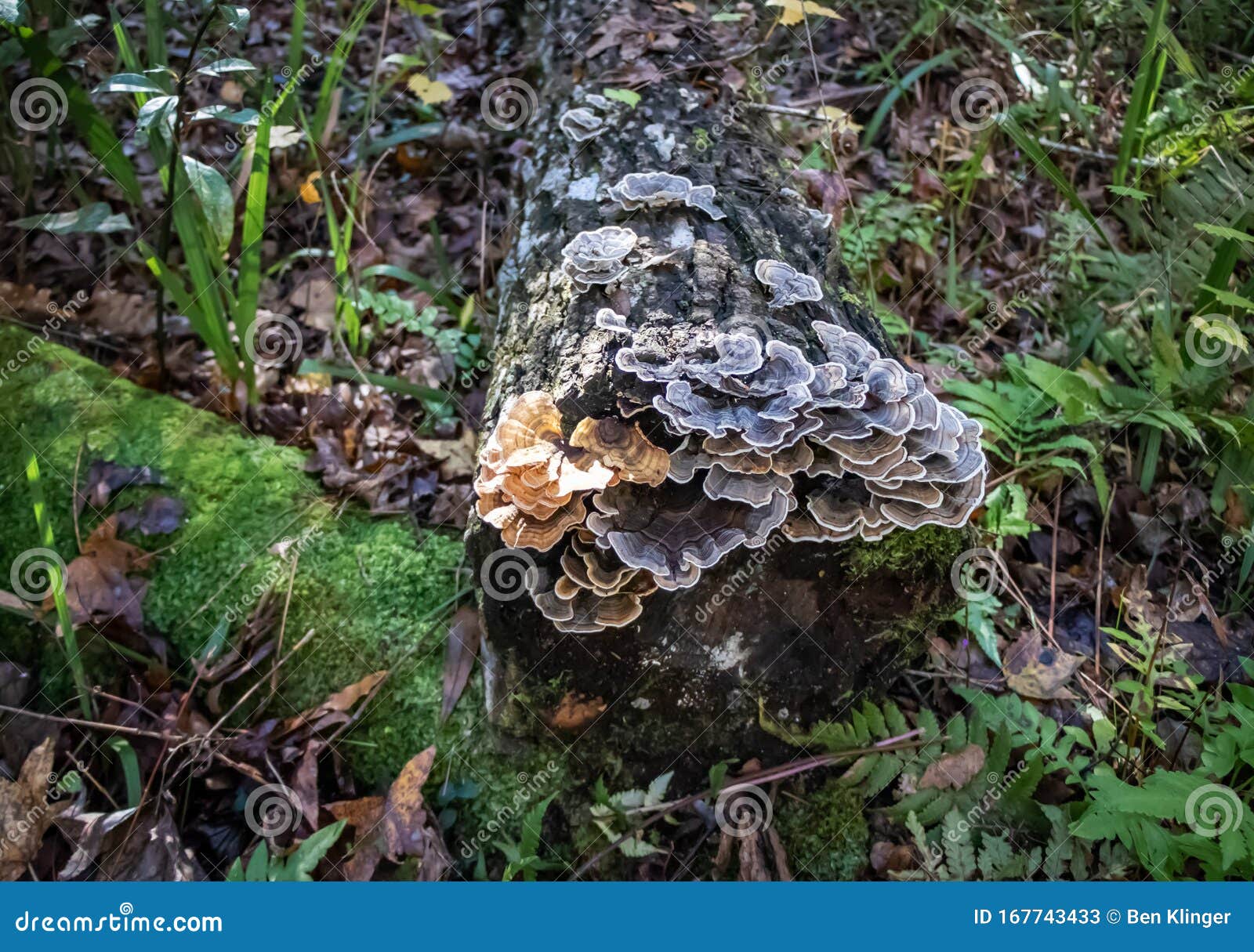 The Beautiful and Complex Forest Floor Ecosystems Stock Image - Image ...