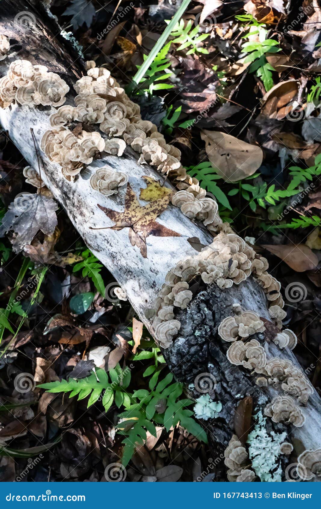 The Beautiful and Complex Forest Floor Ecosystems Stock Image - Image ...