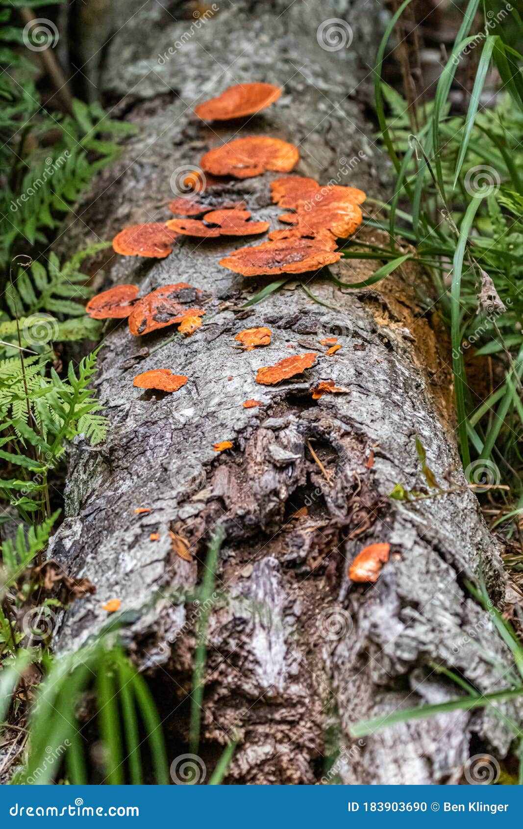 The Beautiful and Complex Forest Floor Ecosystems Stock Photo - Image ...