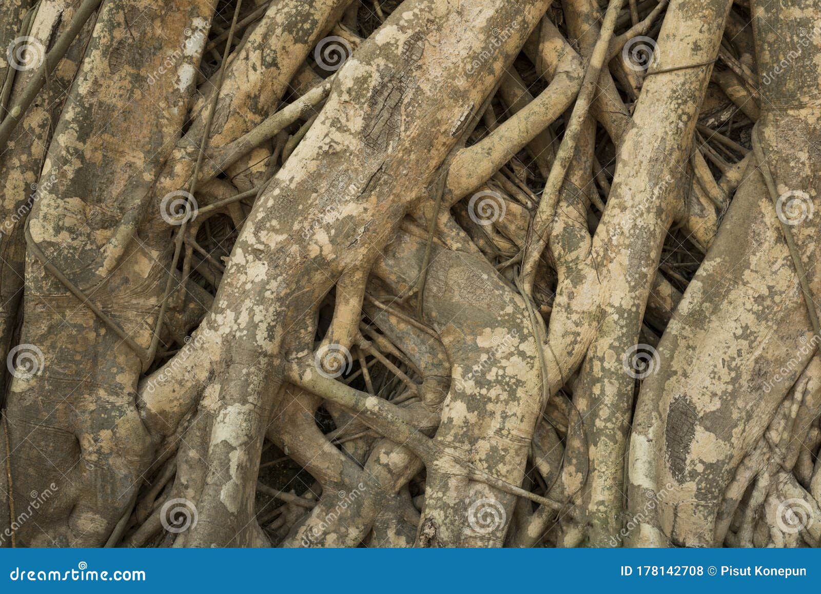 Complex Textured Pattern of Banyan Root Background Stock Photo - Image ...