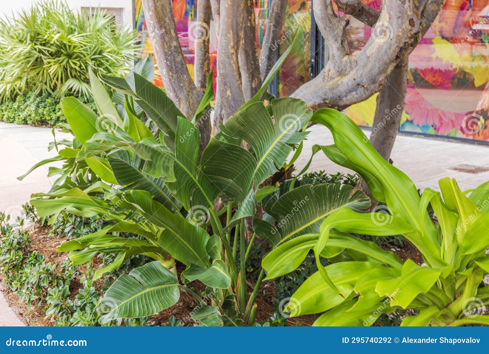 Beautiful Composition of Green Tropical Plants Around Base of Tree ...