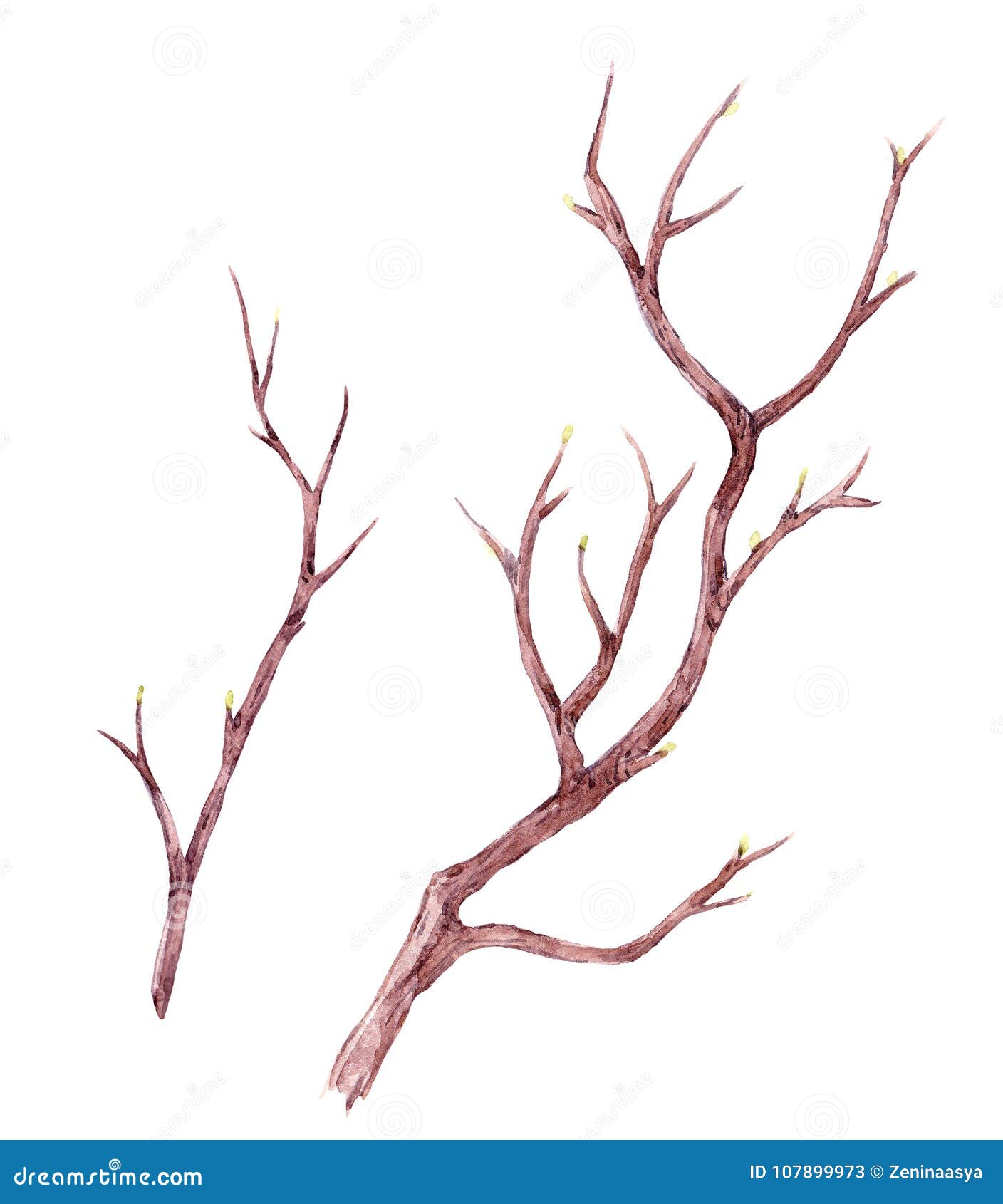 Watercolor Tree Branch Composition Stock Illustration - Illustration of ...
