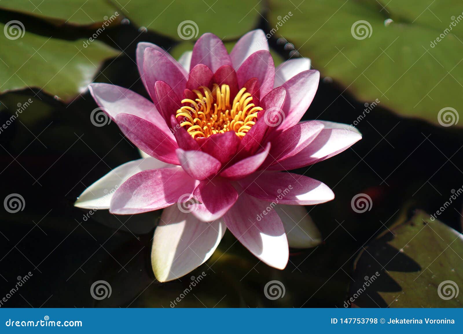 Beautiful Composition of Lotus Flower in a Pond Stock Photo - Image of ...