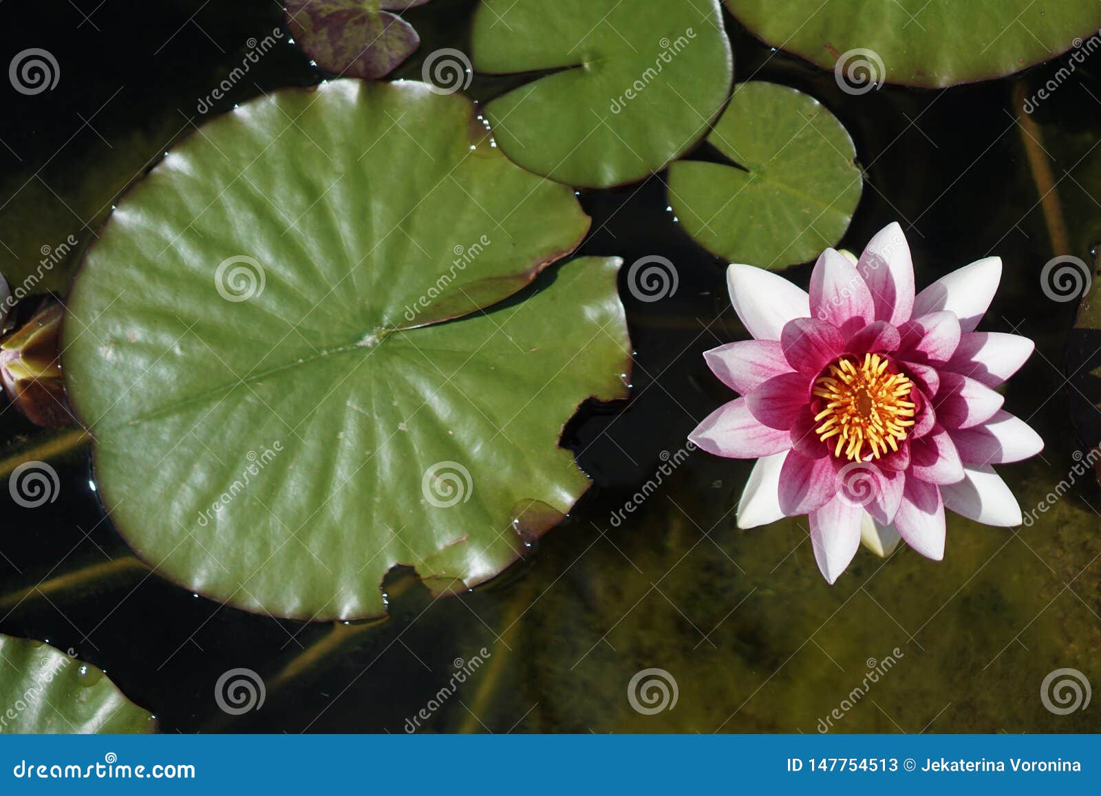 Beautiful Composition of Lotus Flower in a Pond Stock Image - Image of ...