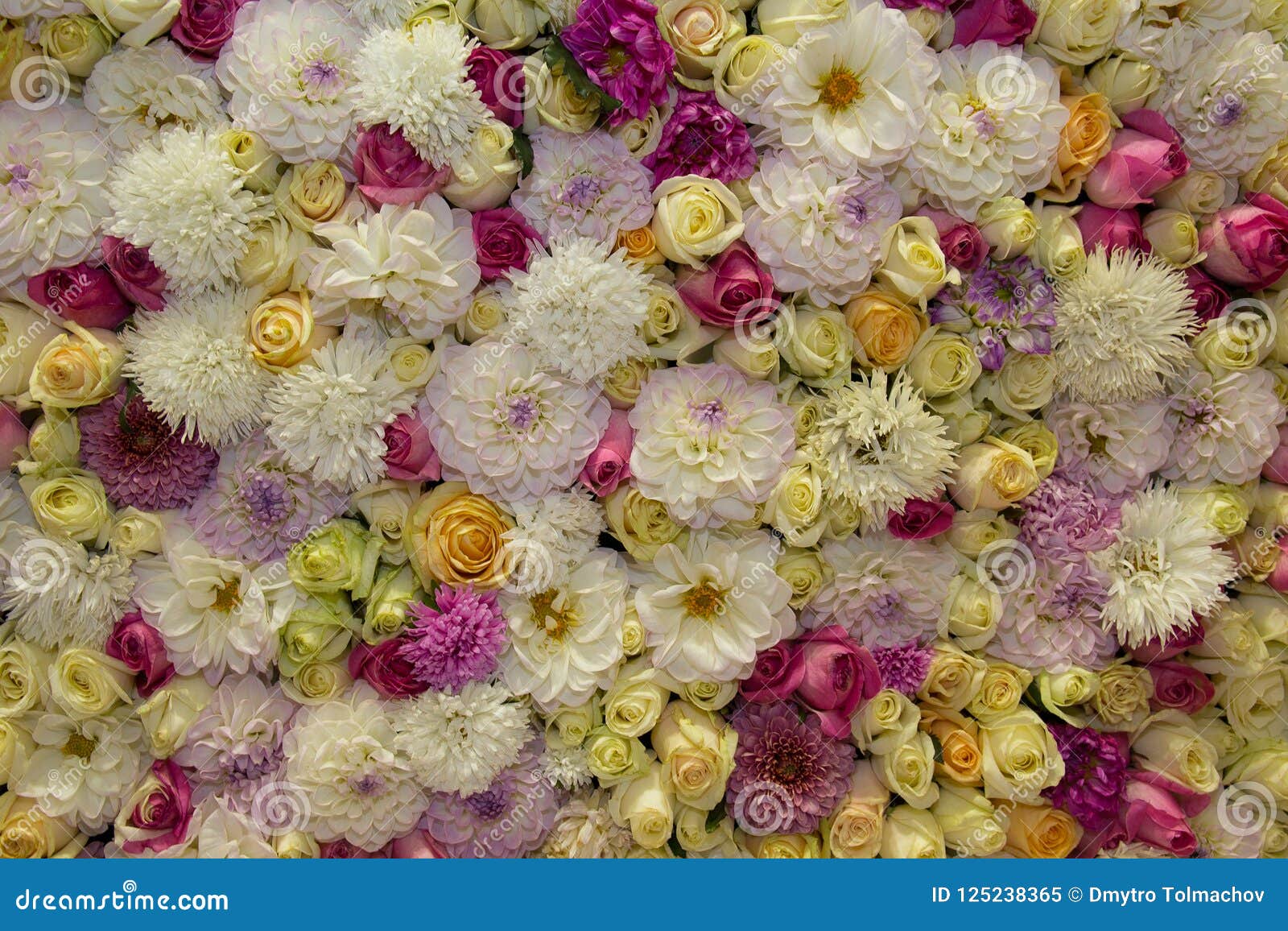 Beautiful Composition of Multi-colored Flowers Stock Image - Image of ...