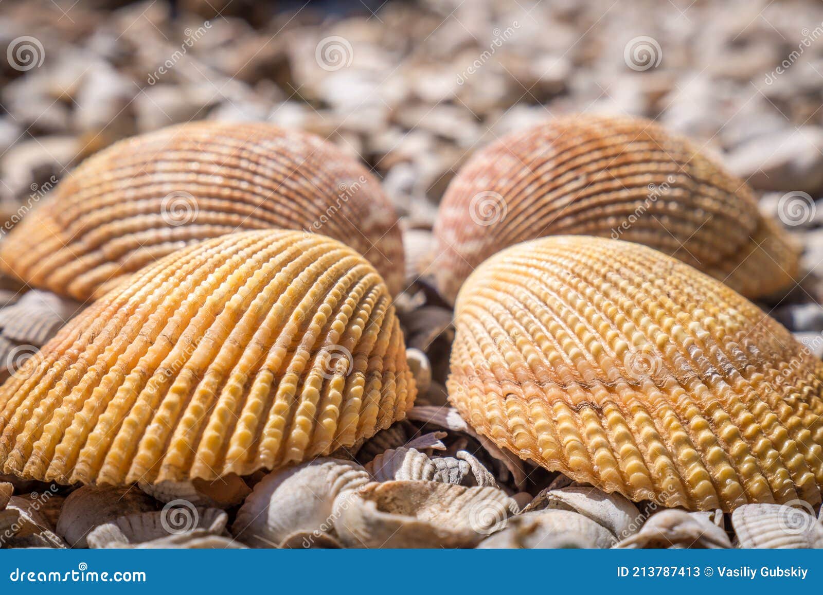 Beautiful Composition of Sea Shells Stock Image - Image of nature ...