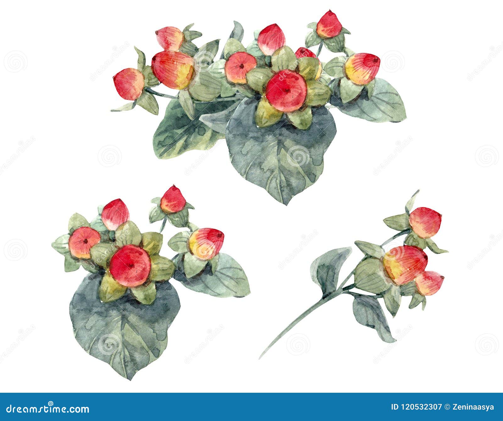 Watercolor Hypericum Berries Stock Illustration - Illustration of ...