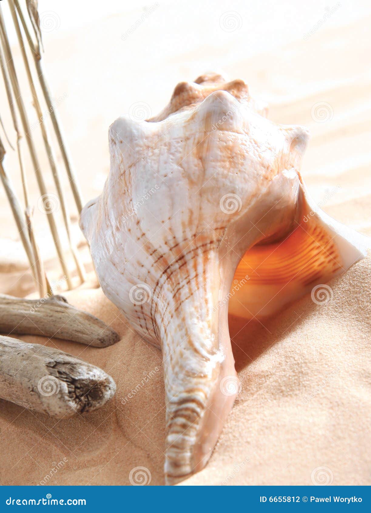 Beautiful Conch stock photo. Image of design, seashell - 6655812