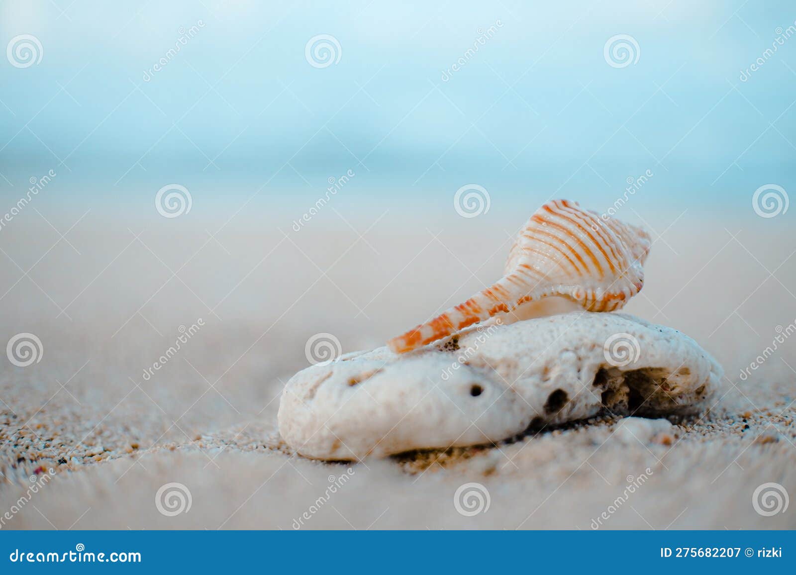 Beautiful Conch Worm Snails Shell Snail Houses Army Line Indian Animal ...