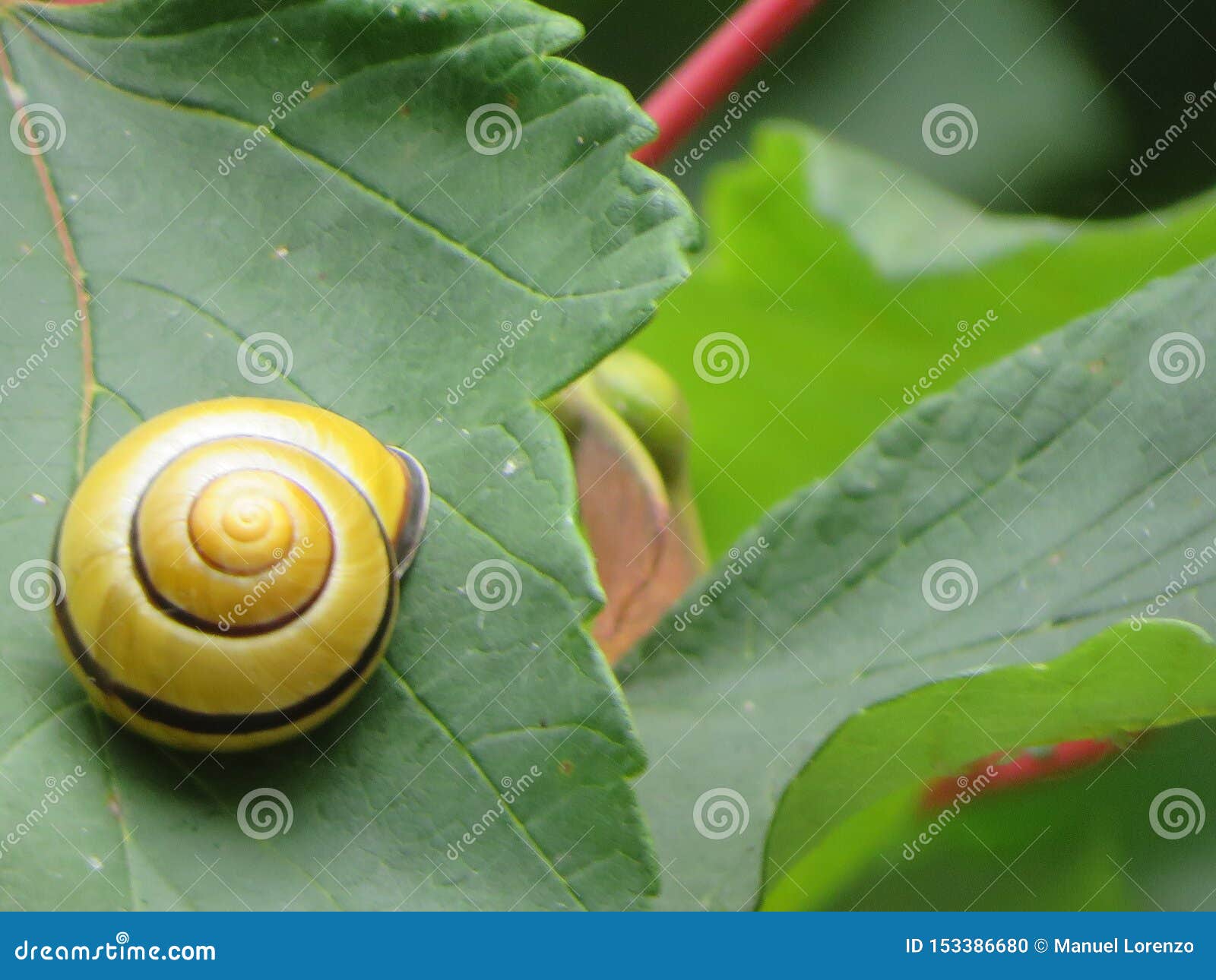 Beautiful Conch Worm Snails Shell Snail Houses Army Line Indian Animal ...