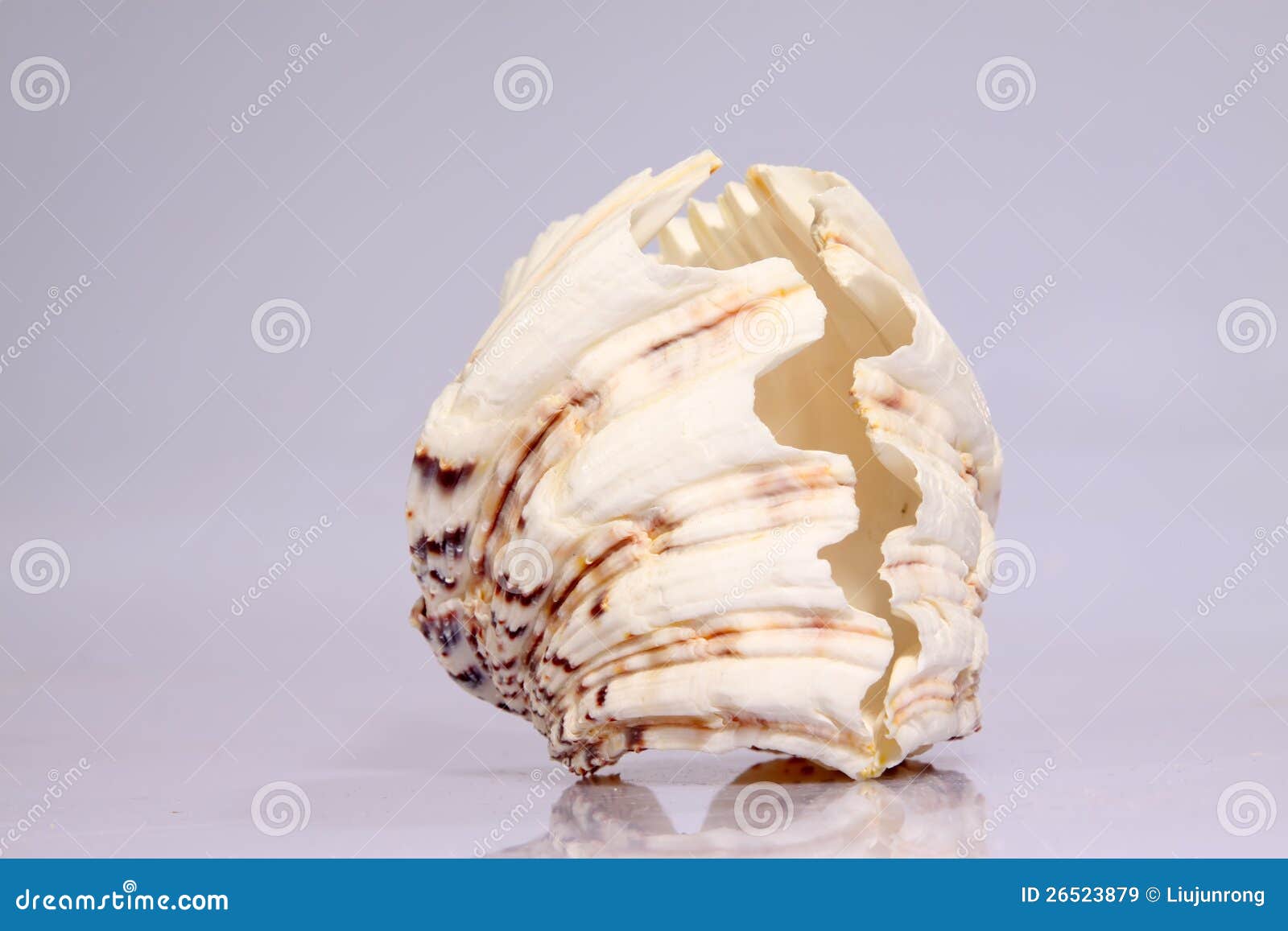 Beautiful Conch Worm Snails Shell Snail Houses Army Line Indian Animal ...