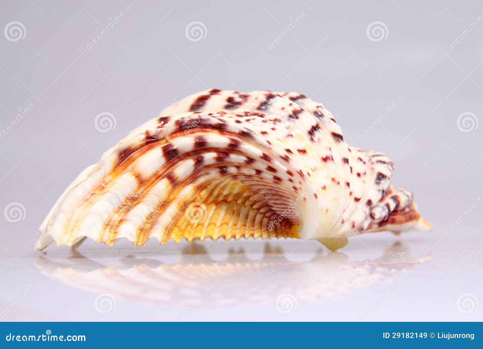 Beautiful Conch Worm Snails Shell Snail Houses Army Line Indian Animal ...