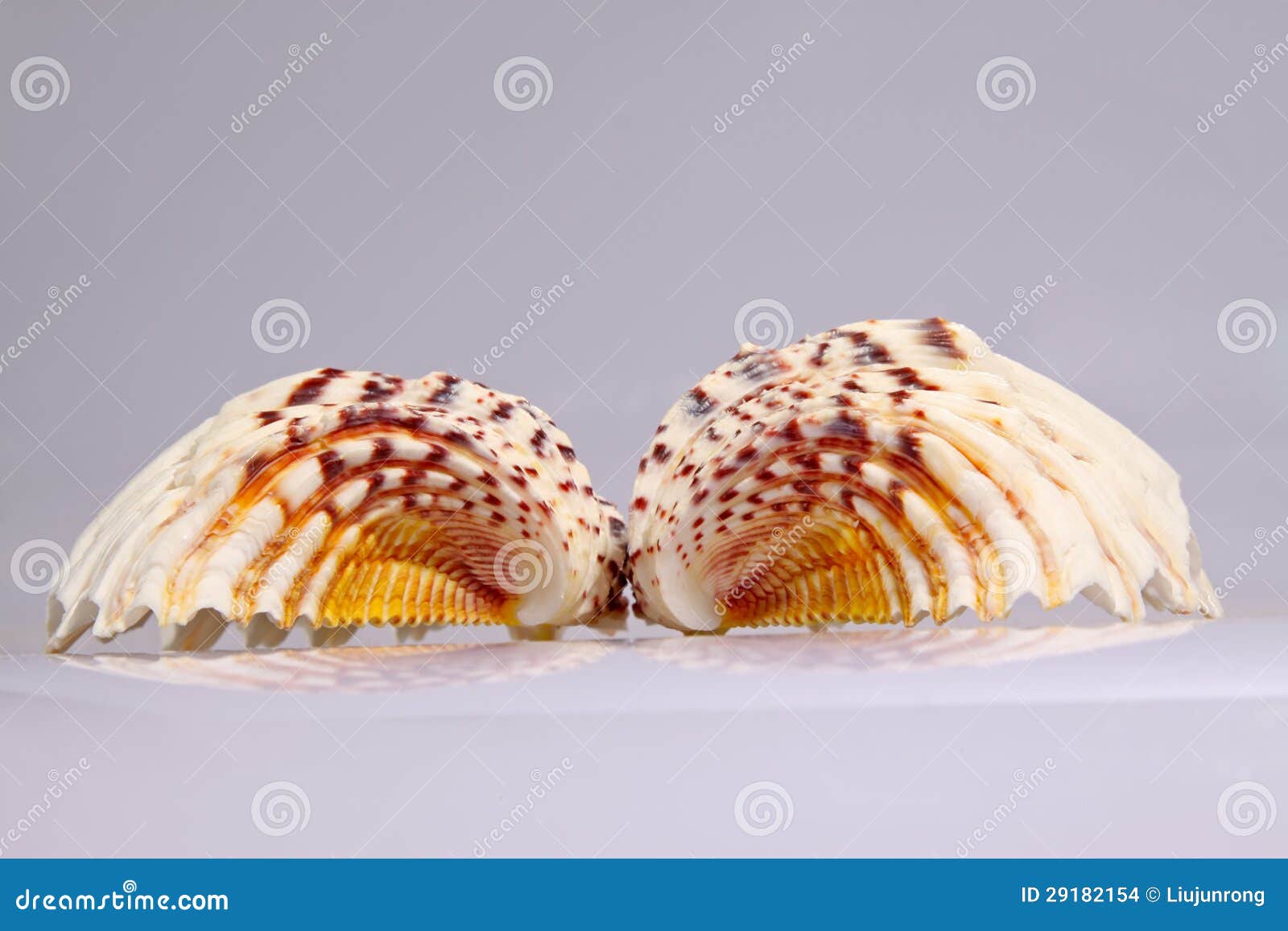 Beautiful Conch Worm Snails Shell Snail Houses Army Line Indian Animal ...