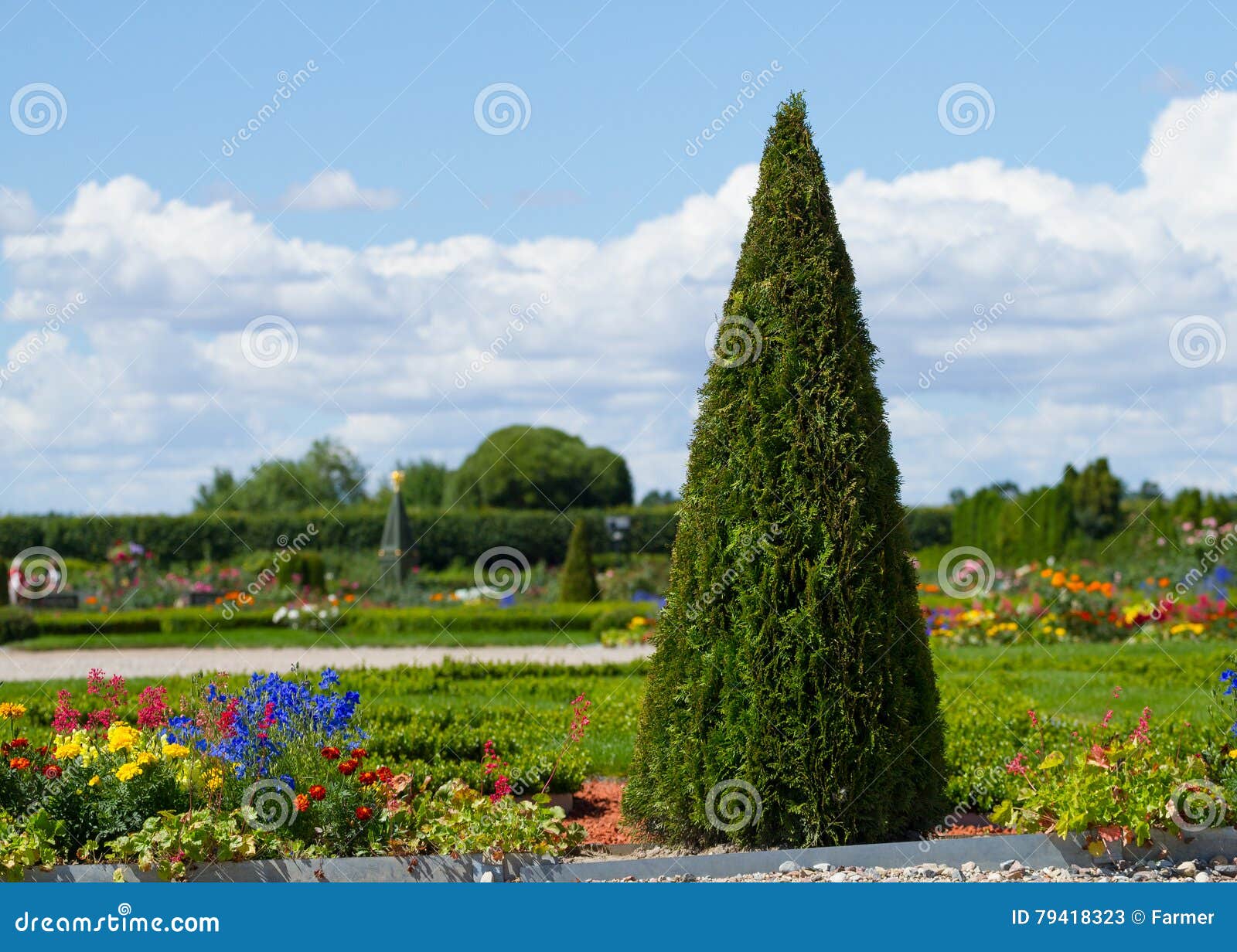 Beautiful cone tree stock image. Image of spruce, cone - 79418323