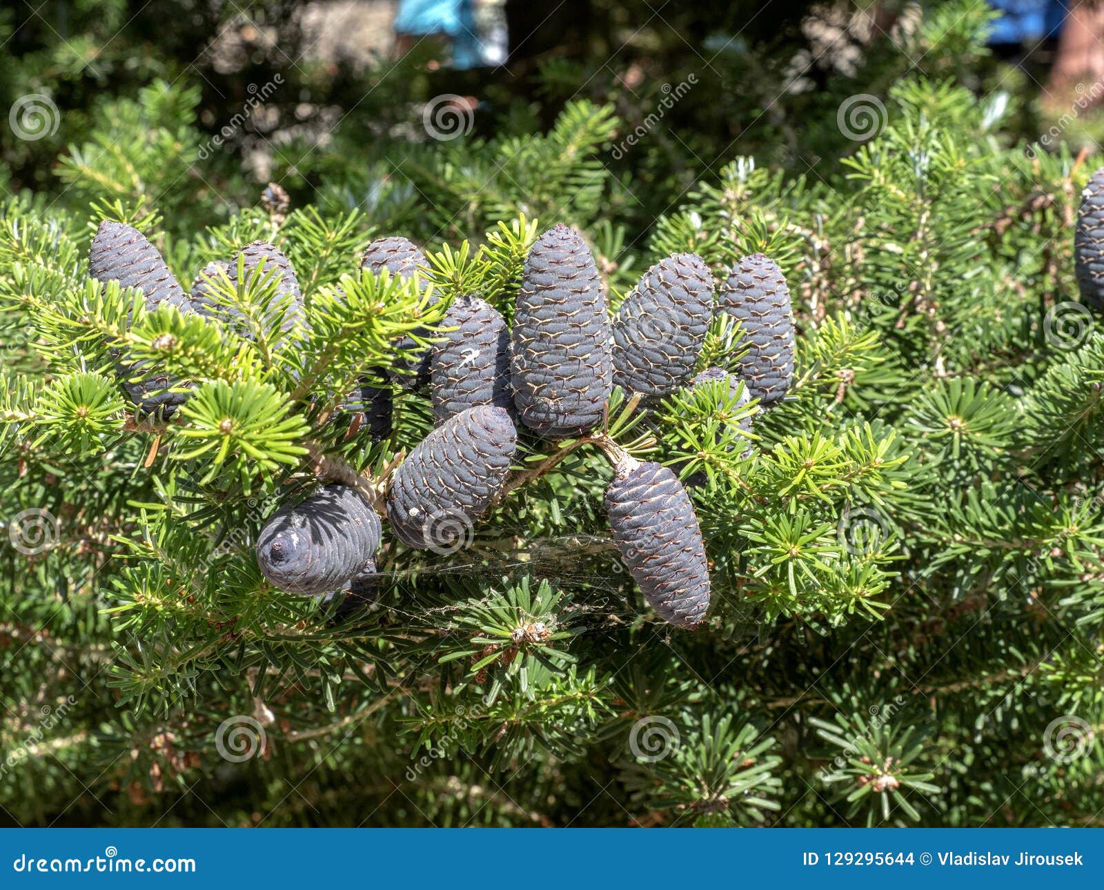 Beautiful Cones of Exotic Pine Stock Photo - Image of exotic, cones ...