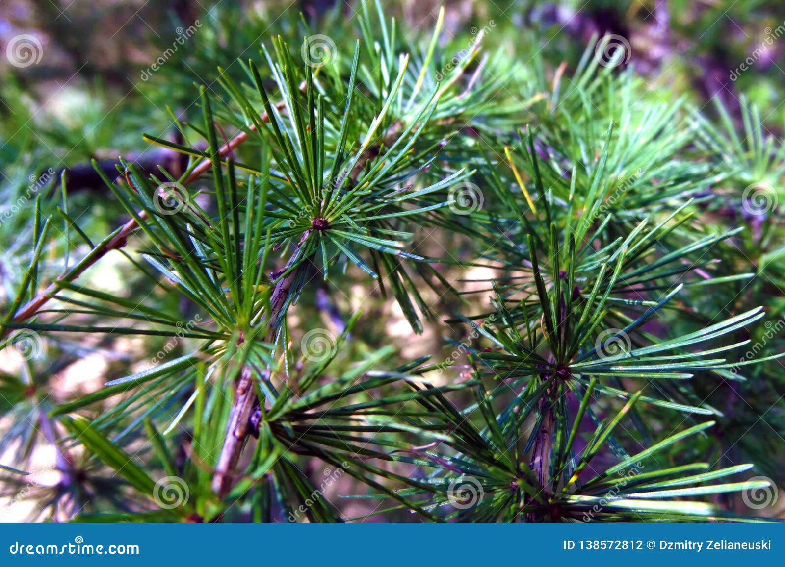Beautiful Conifer Branches with Long Needles. Background Stock Photo ...