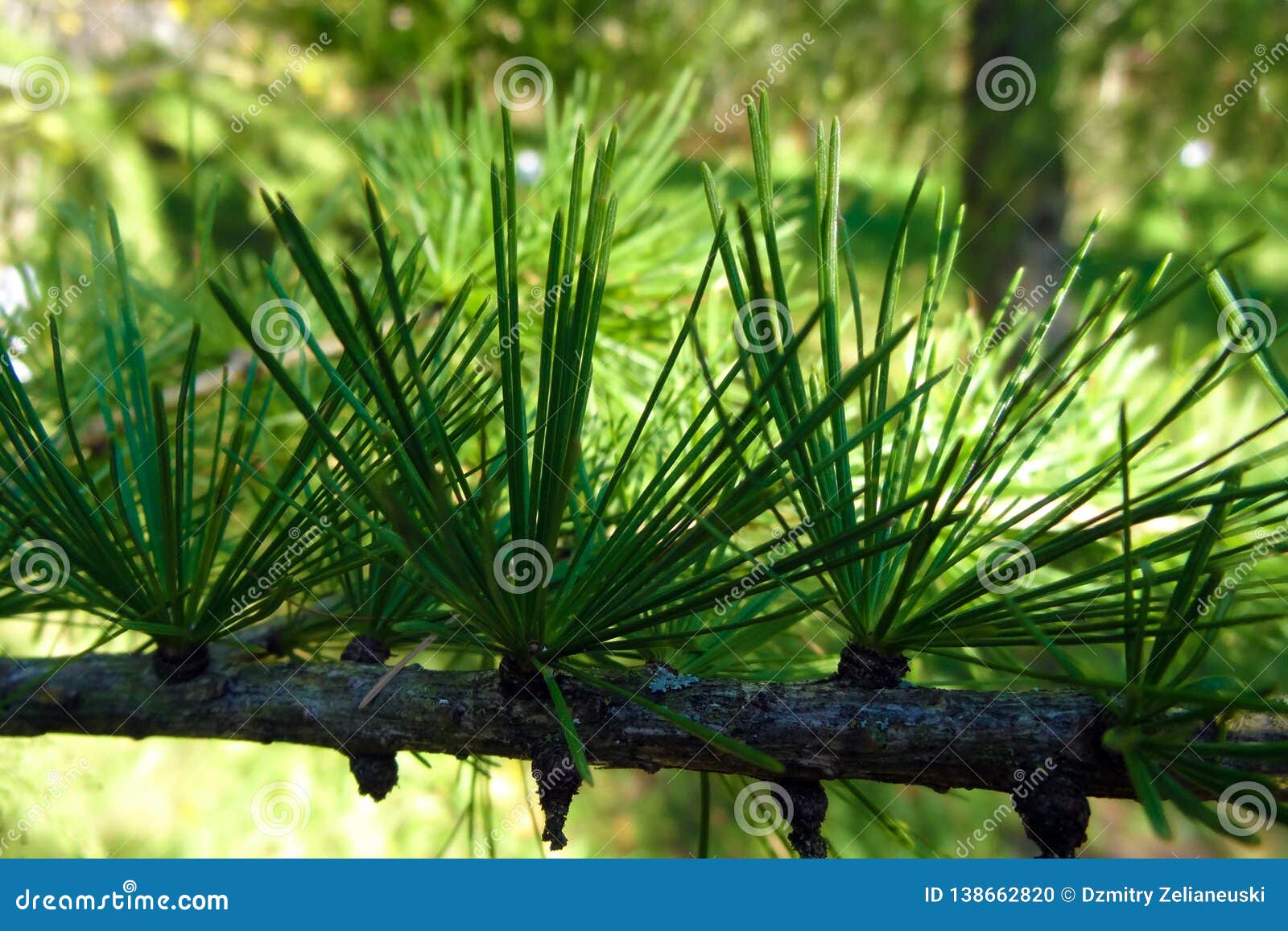 Beautiful Conifer Branches with Long Needles. Background Stock Photo ...