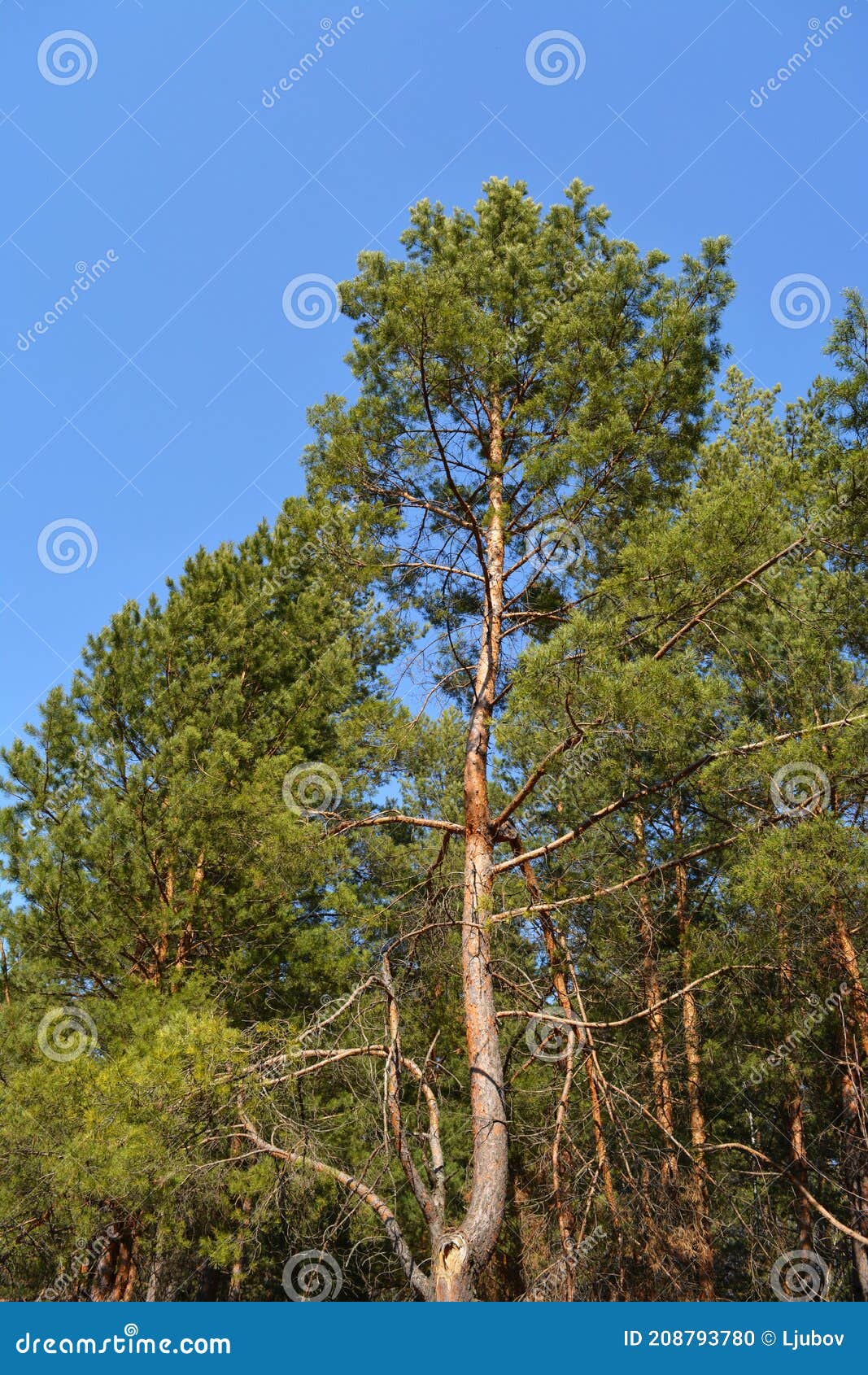 Beautiful Conifer Forest with Green Pines Against Clear Blue Sky Stock ...