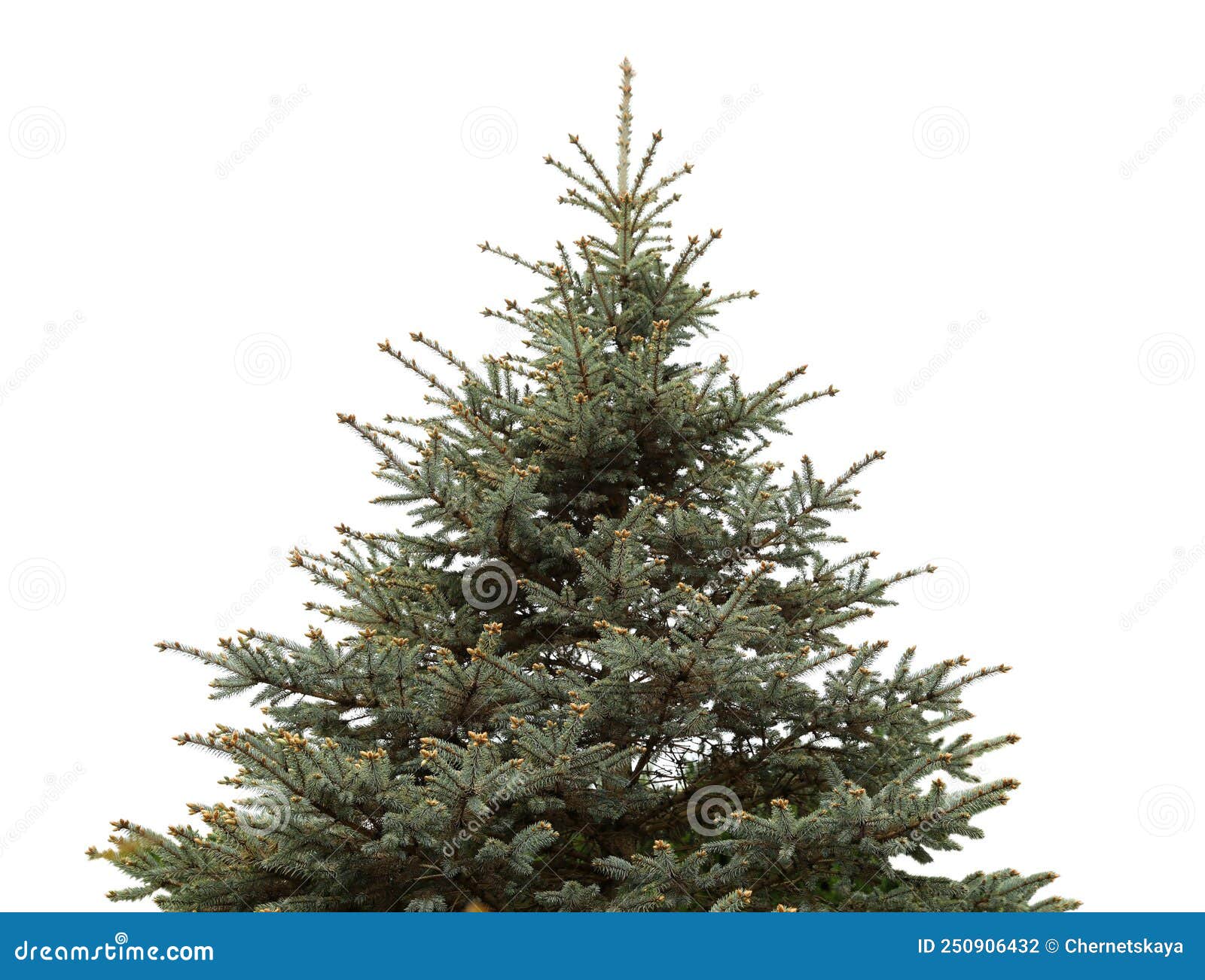 Beautiful Conifer Tree with Small Cones Isolated on White Stock Photo ...