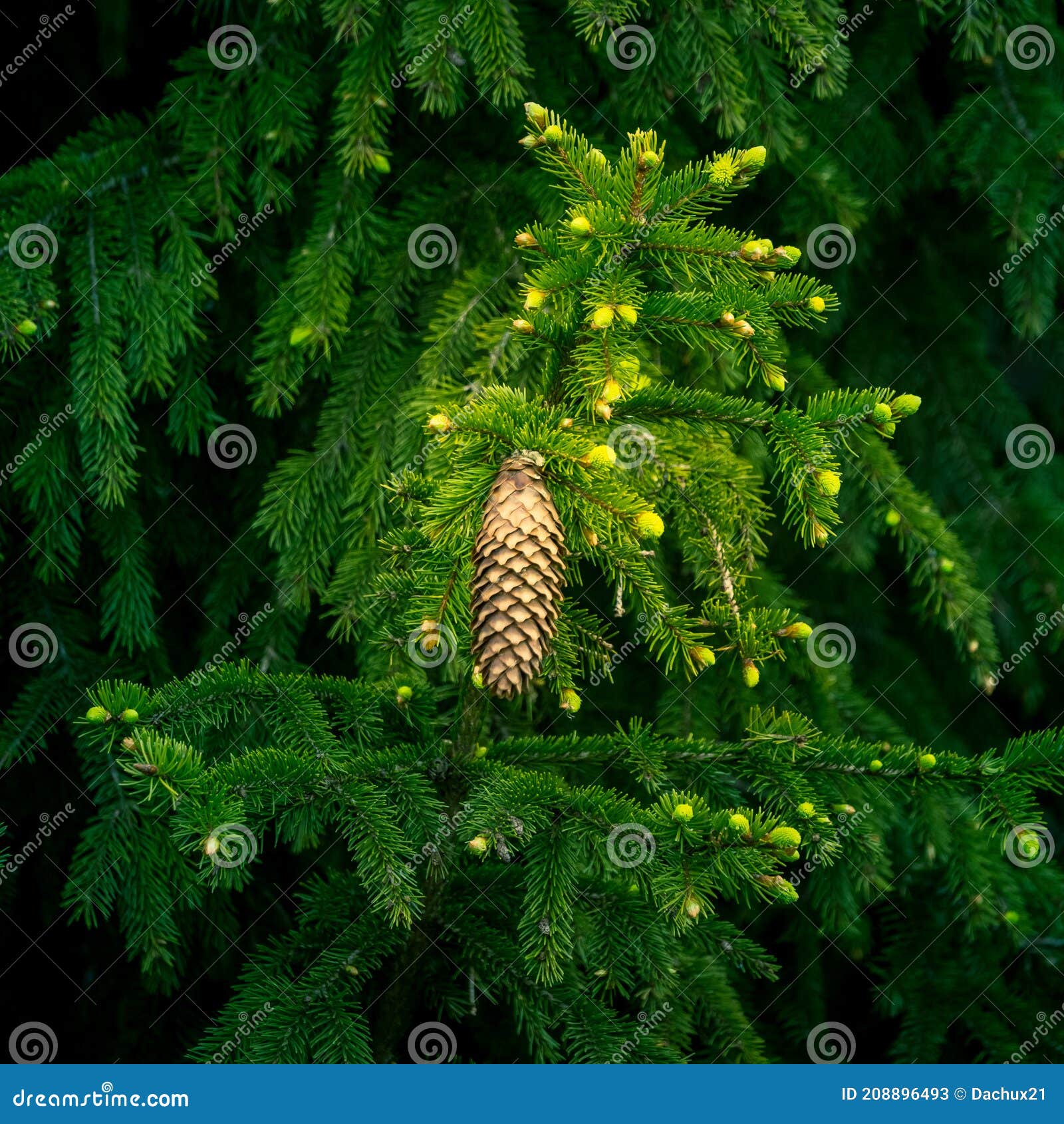 A Beautiful Conifer Tree in the Spring. Spikes and Branches of Spruce ...