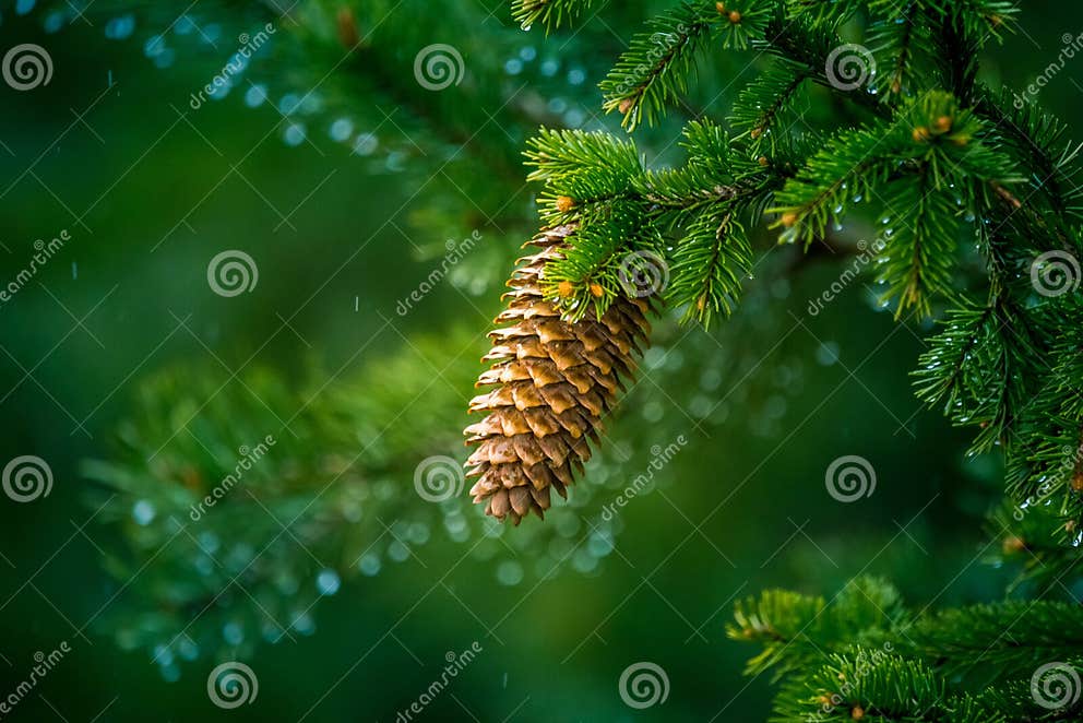 A Beautiful Conifer Tree in the Spring. Spikes and Branches of Spruce ...