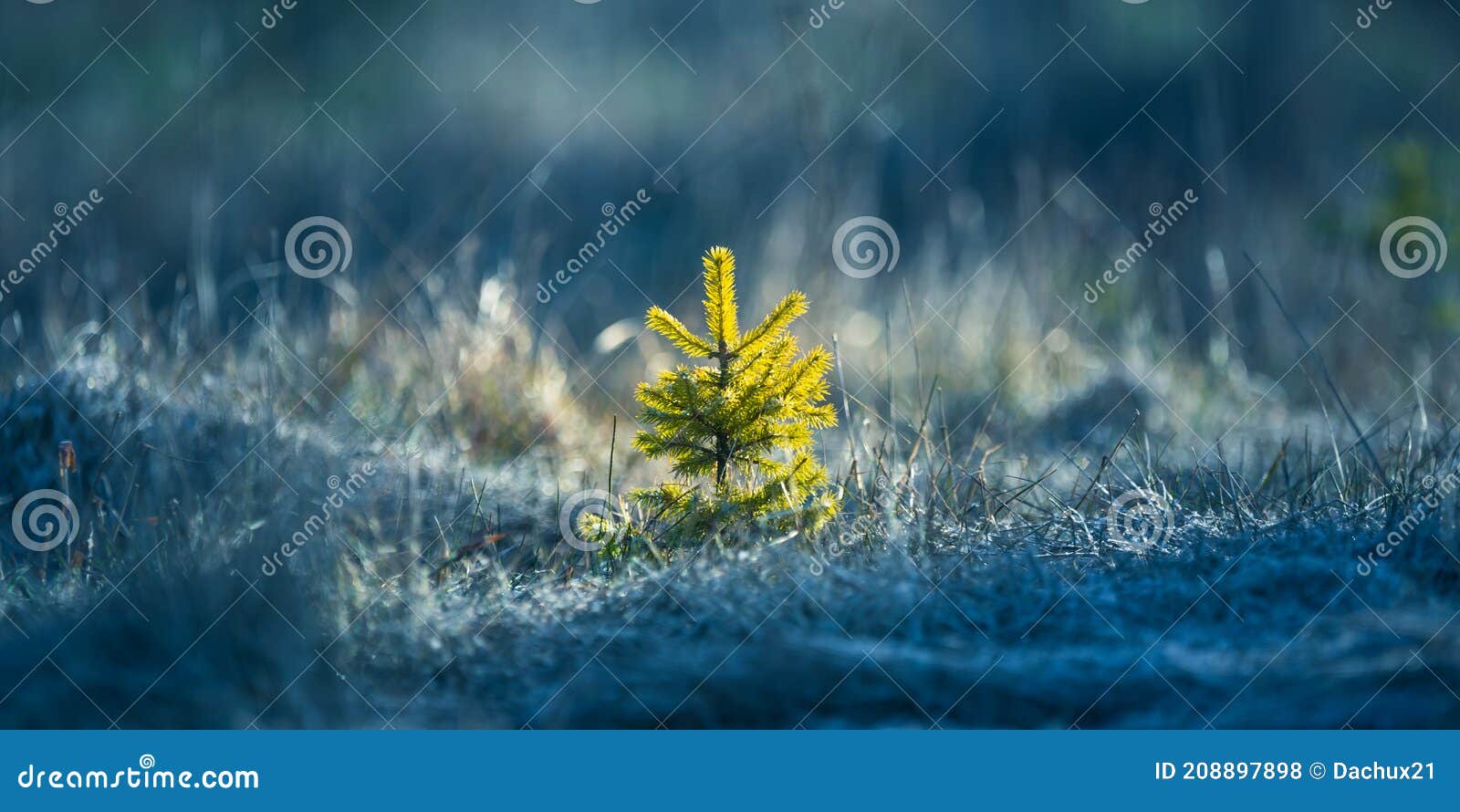 A Beautiful Conifer Tree in the Spring. Spikes and Branches of Spruce ...
